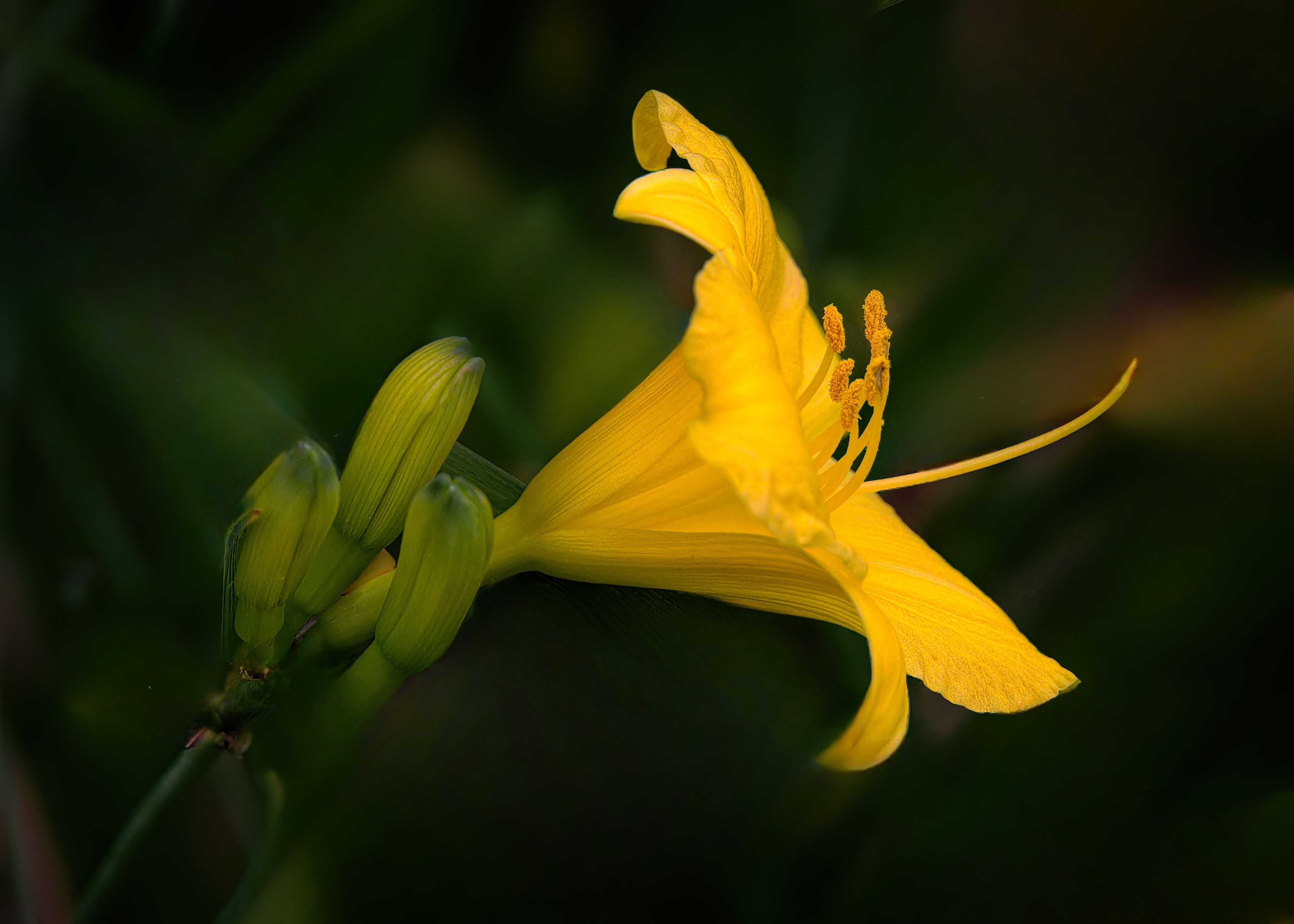 Fire Lily Flower · Free Stock Photo