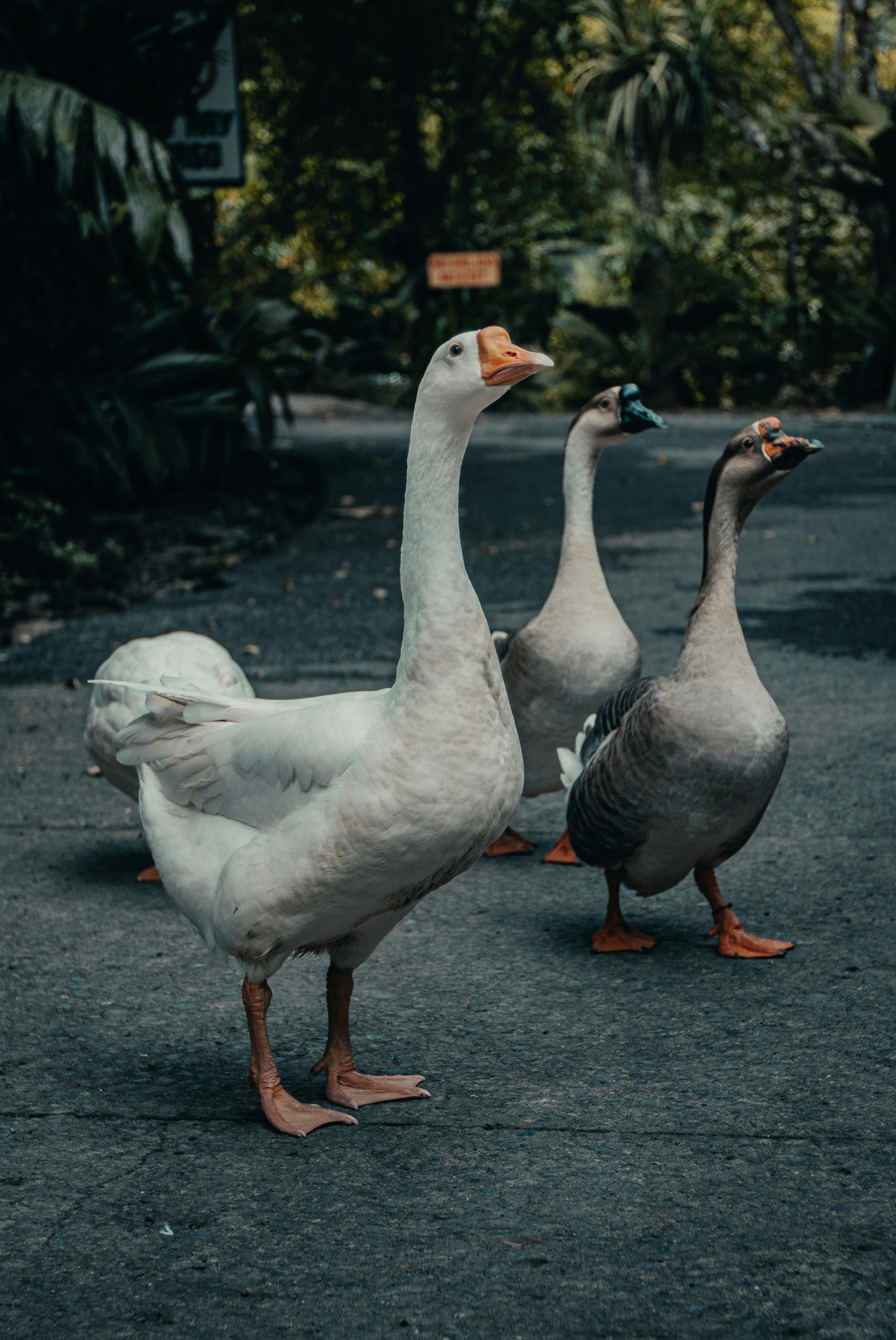 Three Curious Geese on the Pavement · Free Stock Photo