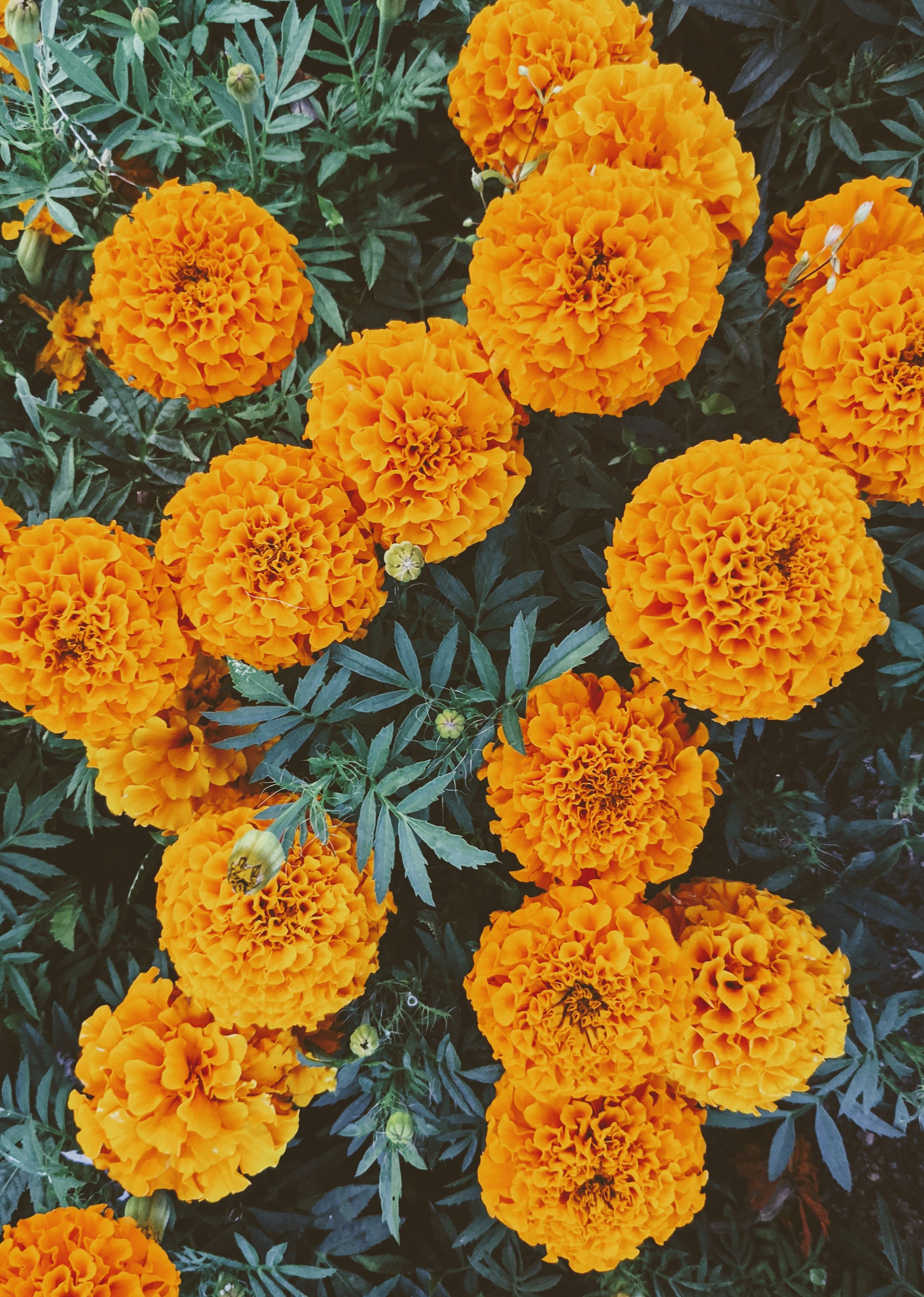 Marigold Flawar Photos, Download The BEST Free Marigold Flawar Stock ...