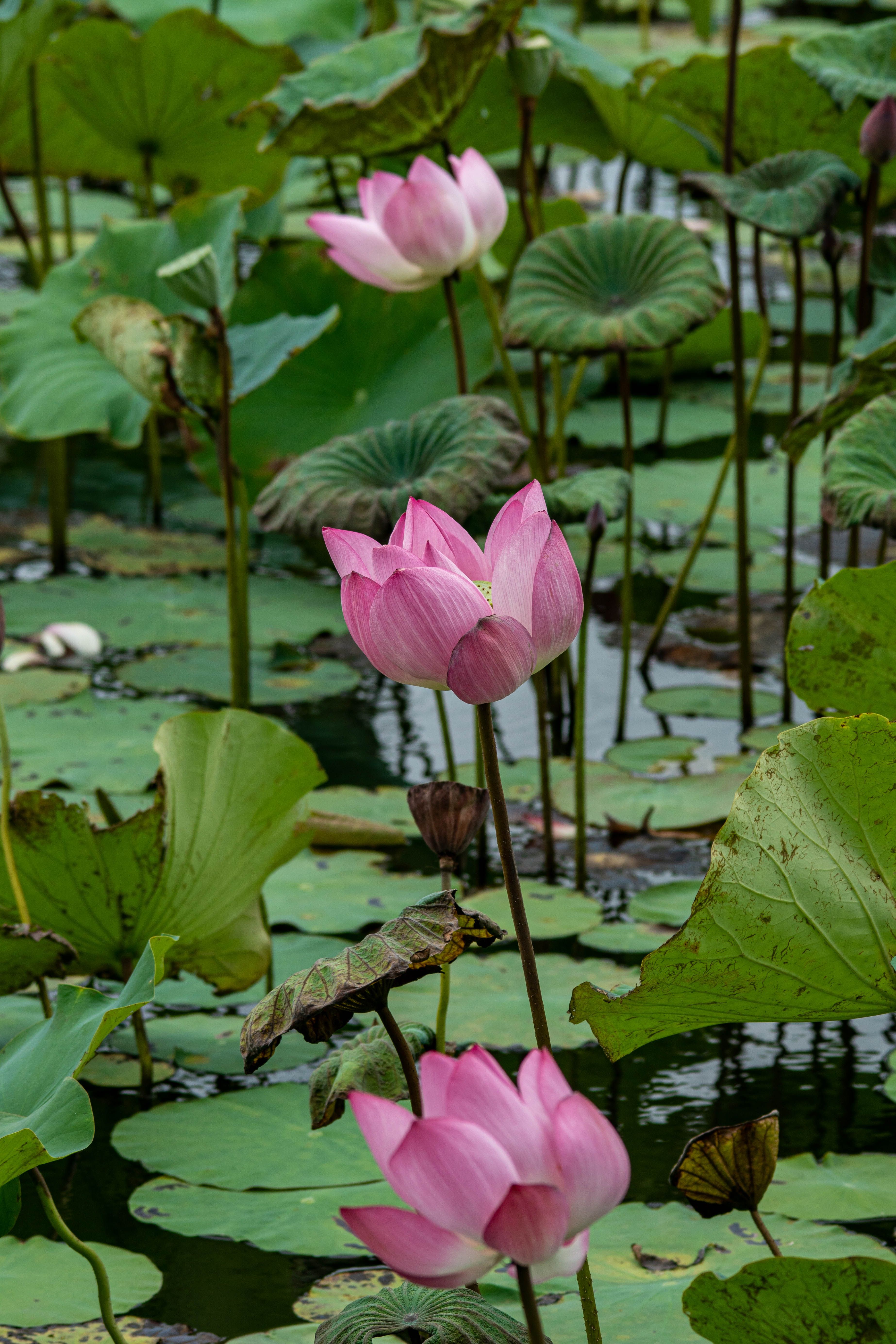 Pink Lotus Flowers Blooming on Water · Free Stock Photo