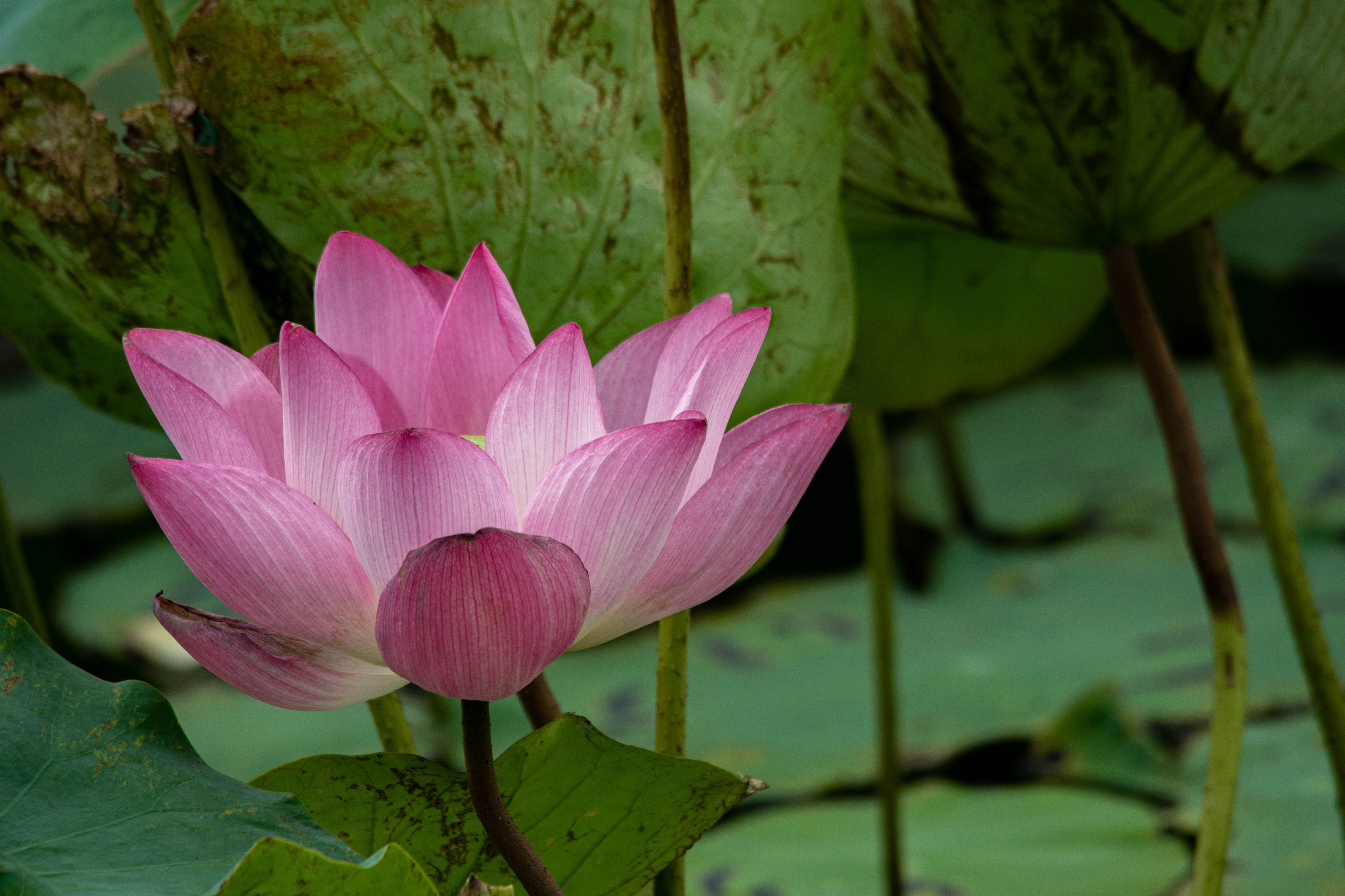 Close up of Lotus Flower · Free Stock Photo