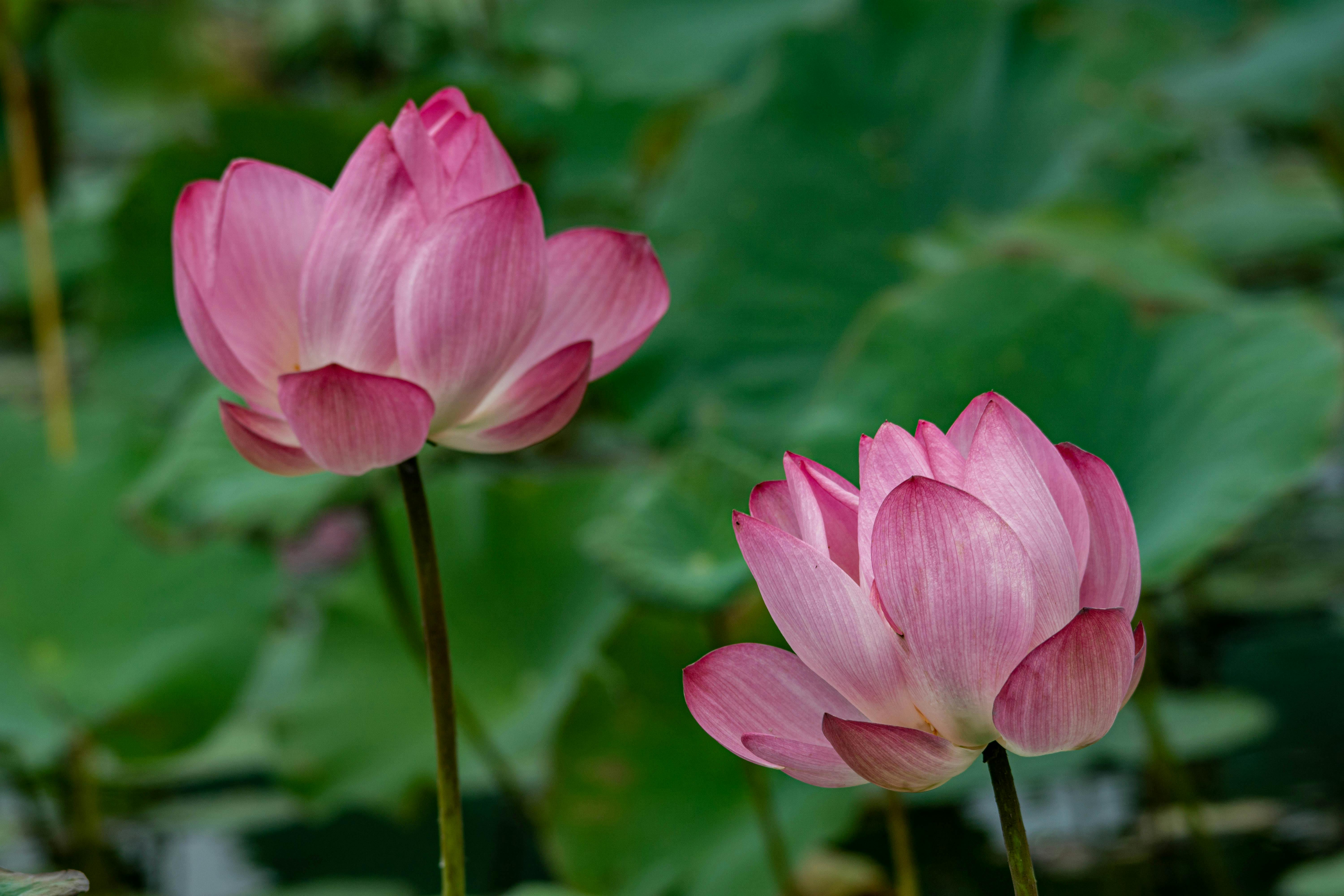 Two Lotus Flowers · Free Stock Photo
