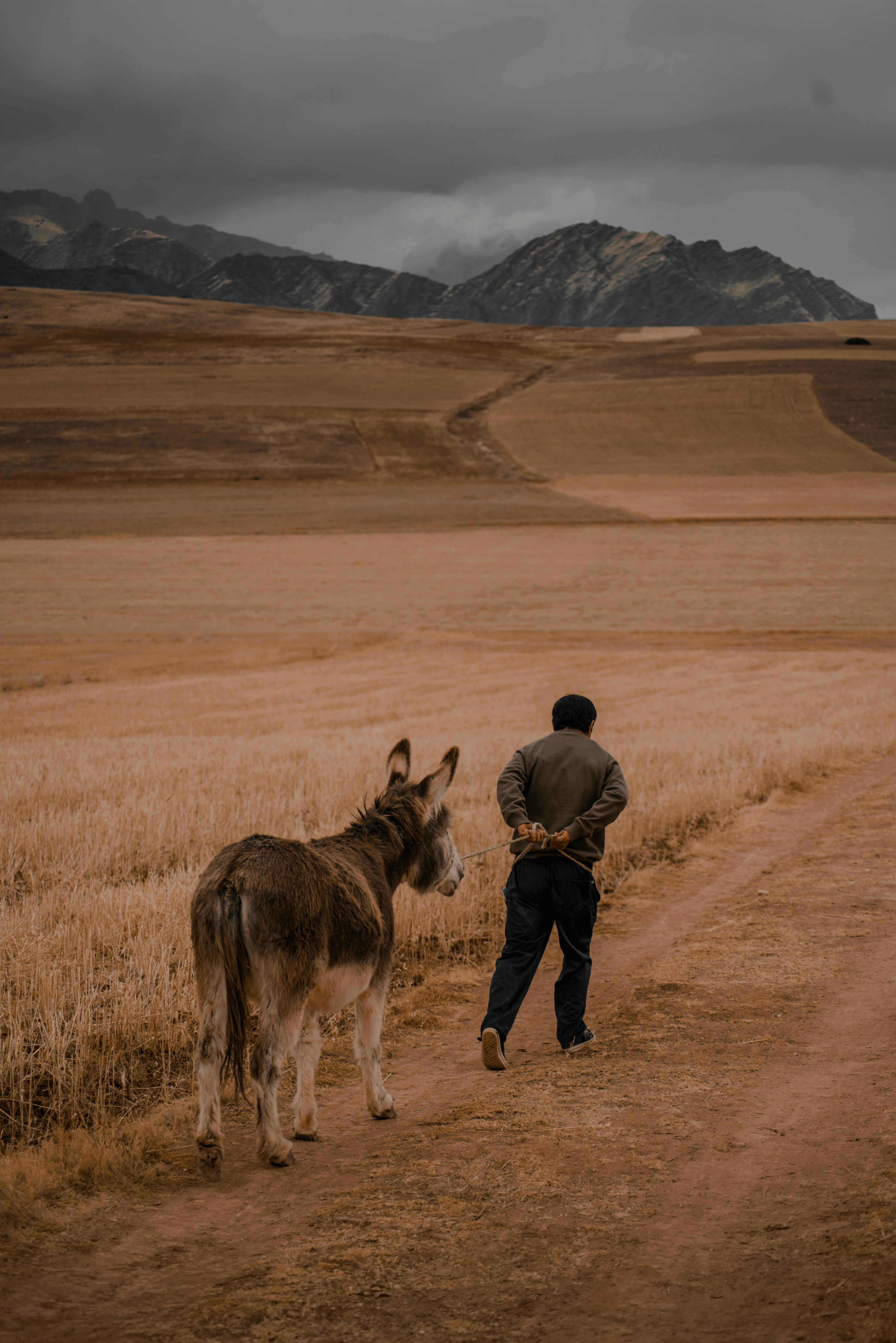 Animal Testing Photos, Download The BEST Free Animal Testing Stock ...