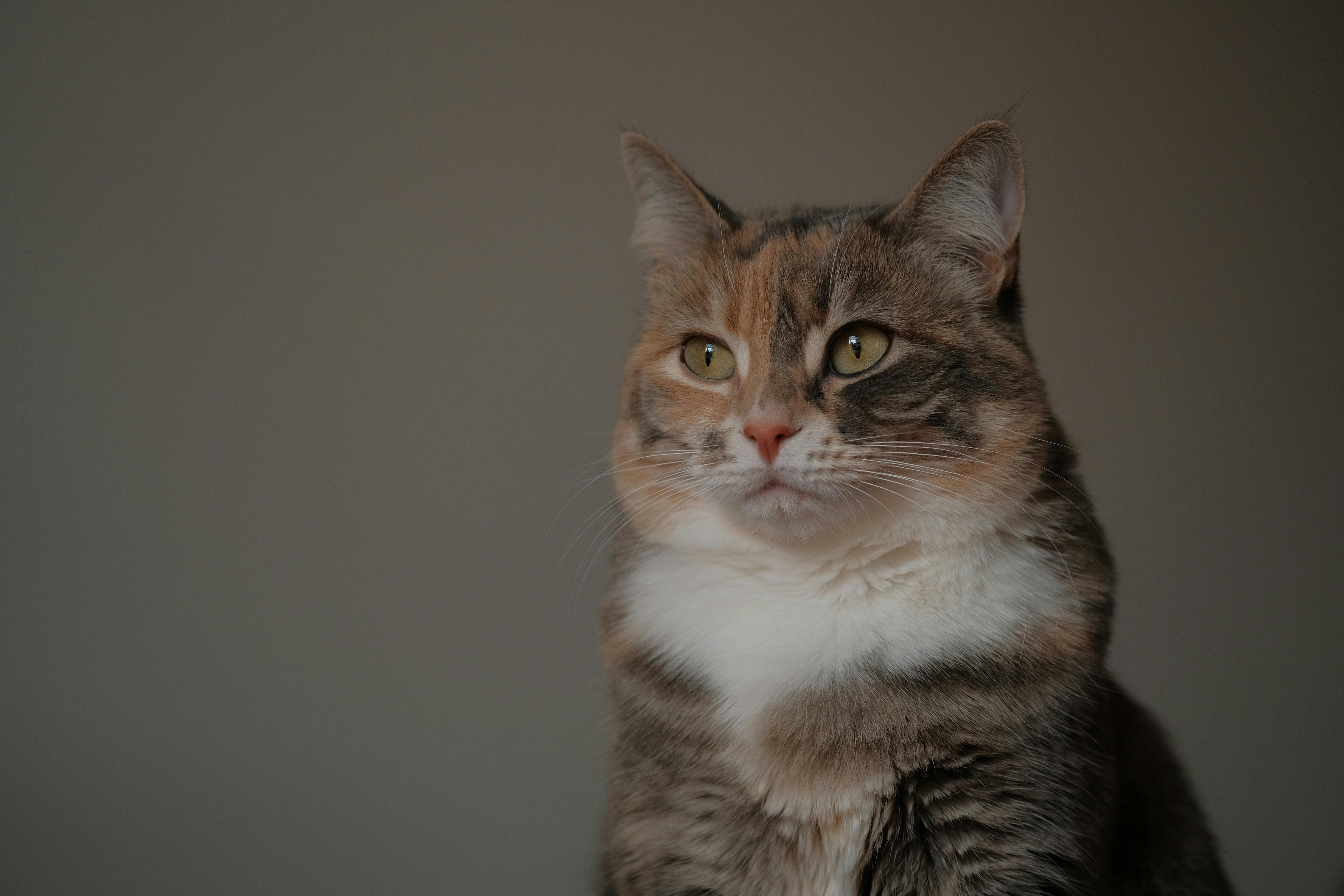 Grey Cat Wallpaper Photos, Download The BEST Free Grey Cat Wallpaper ...