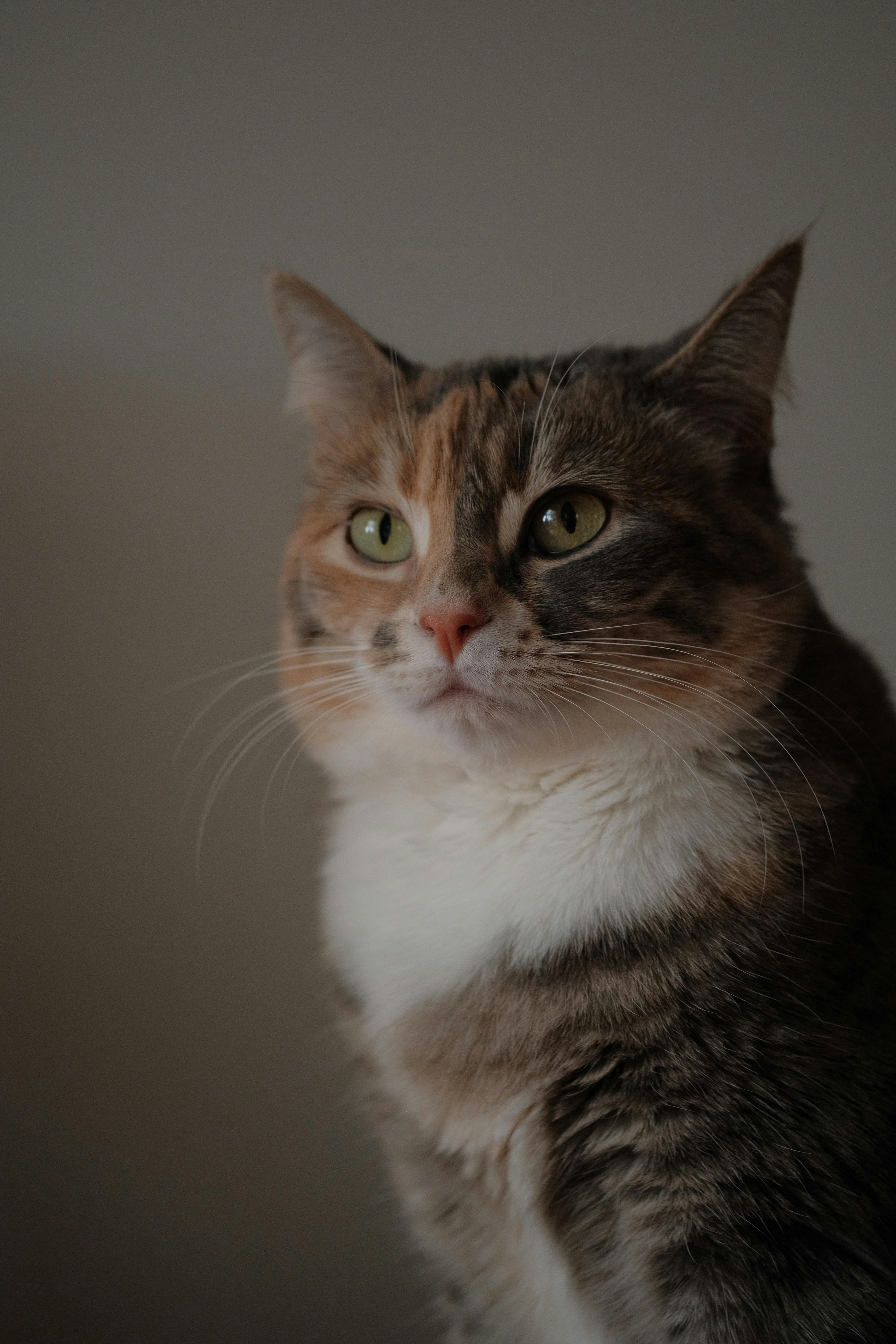 Close up of Cat Head · Free Stock Photo