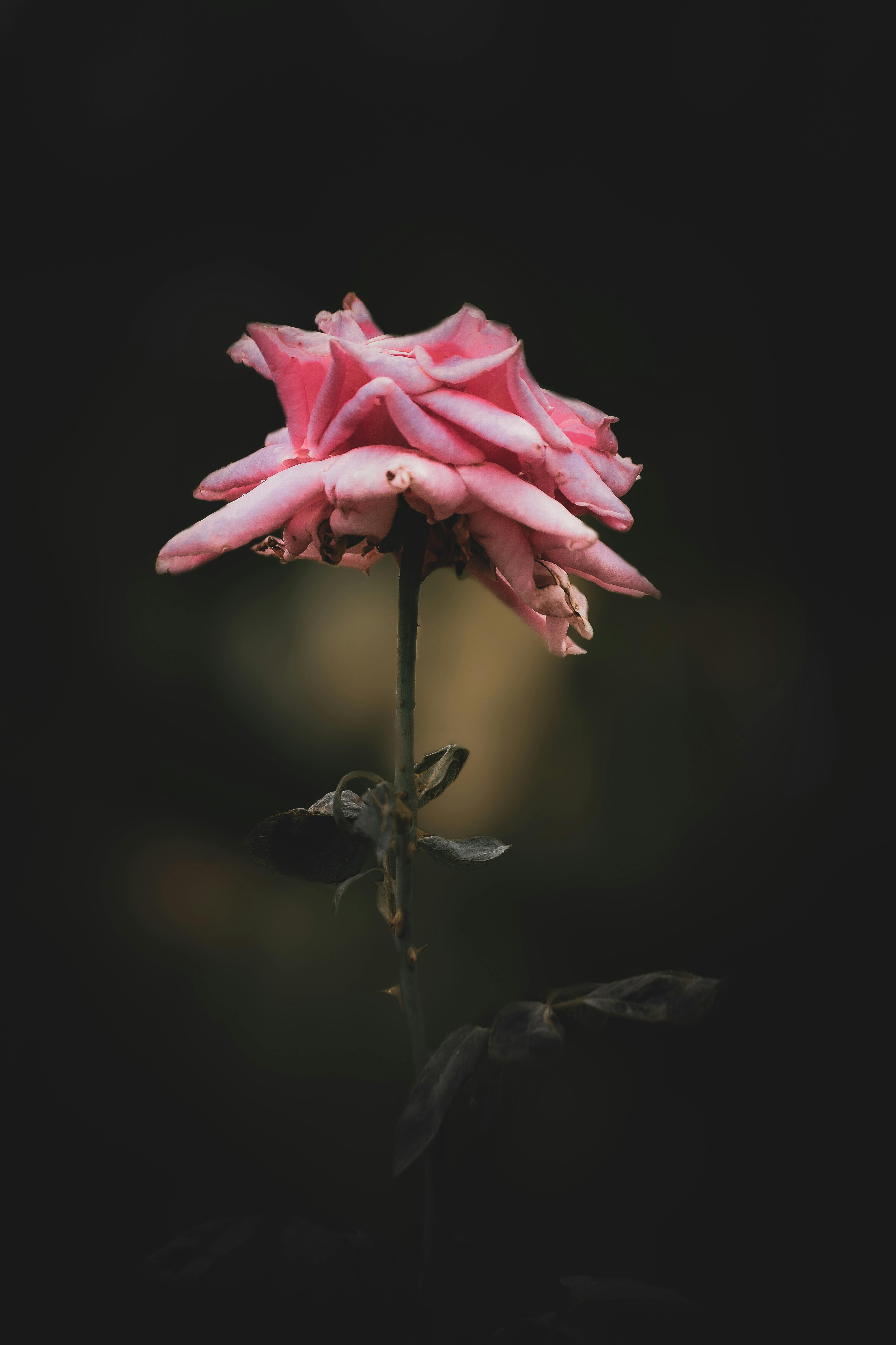 Withering Rose Flower · Free Stock Photo
