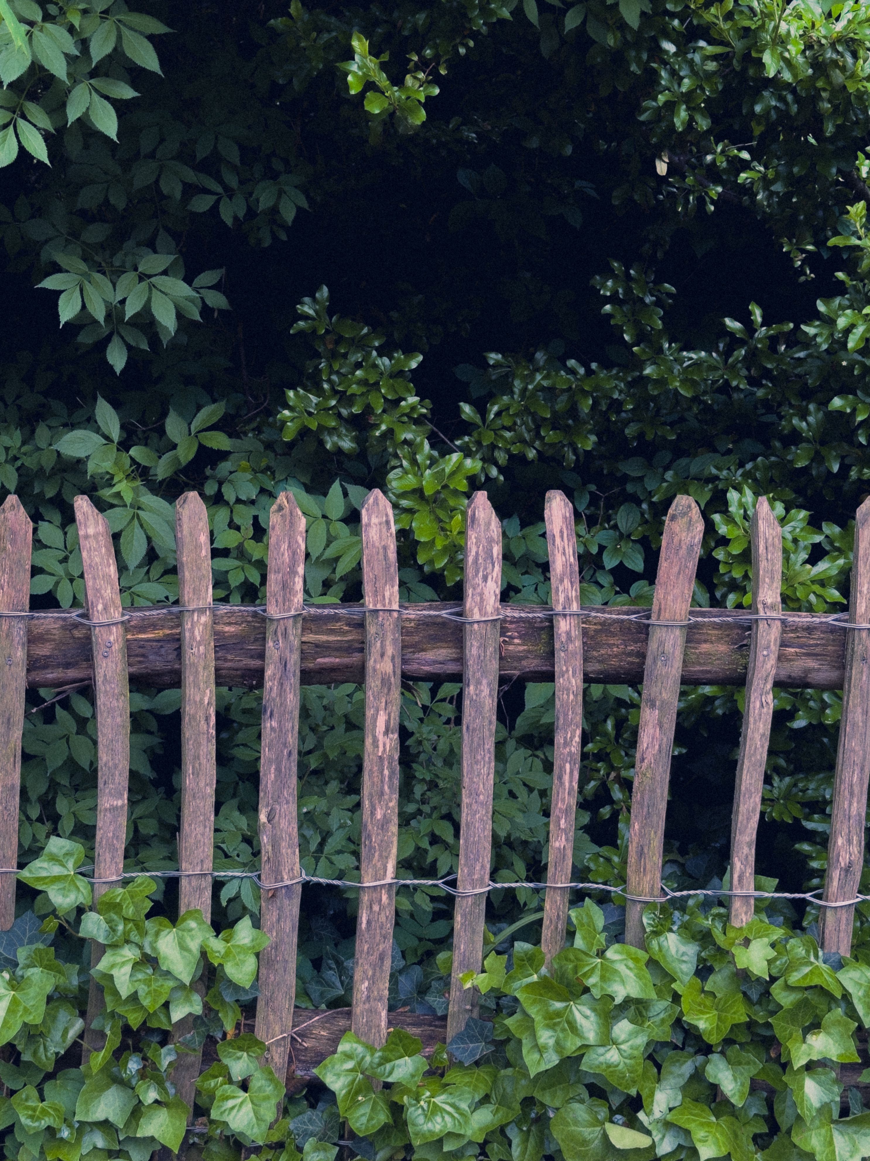 Green Bushes behind Wooden Fence · Free Stock Photo