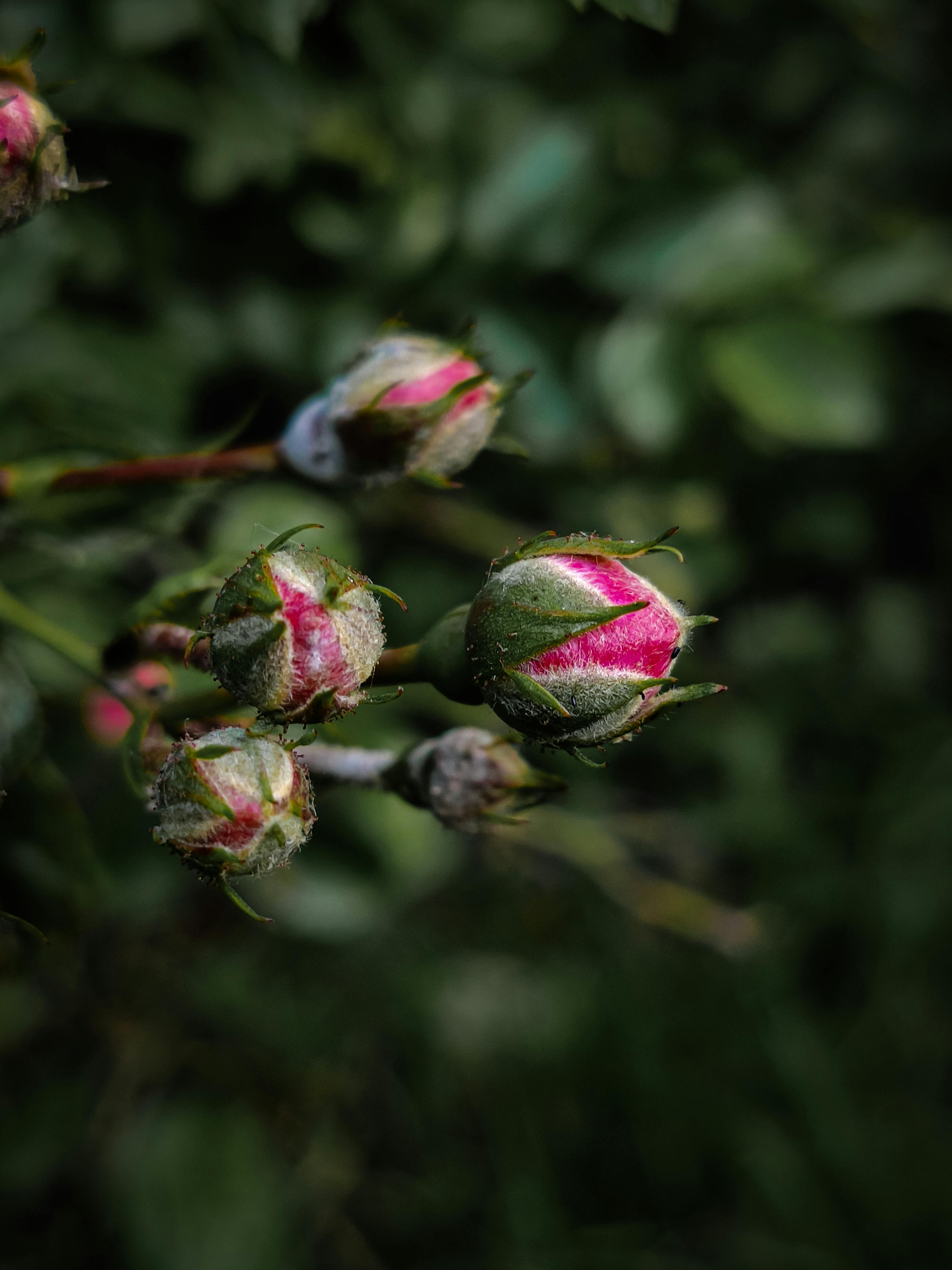 Tween Buds Photos, Download The BEST Free Tween Buds Stock Photos & HD ...