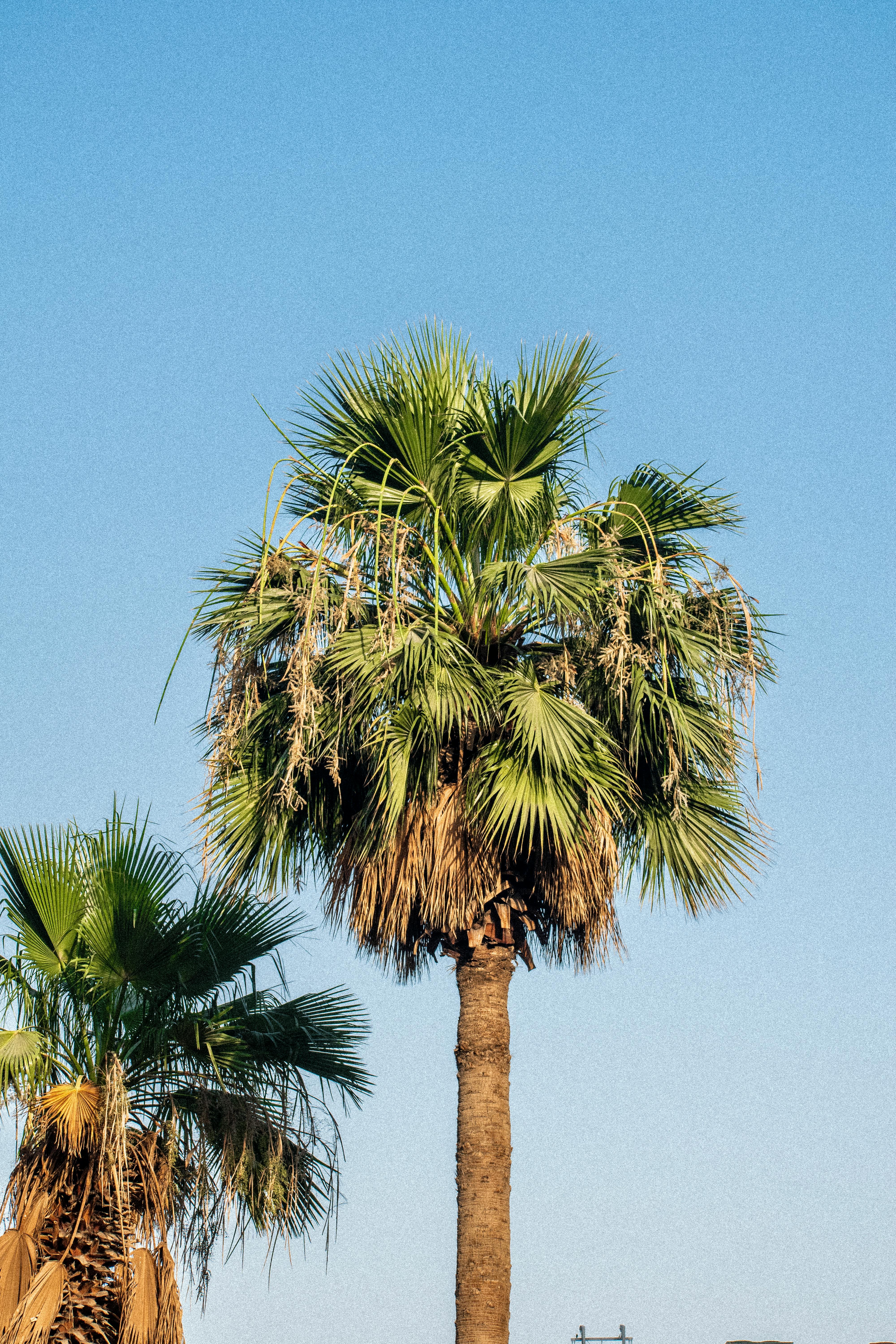 Palm Tree under Clear Sky · Free Stock Photo