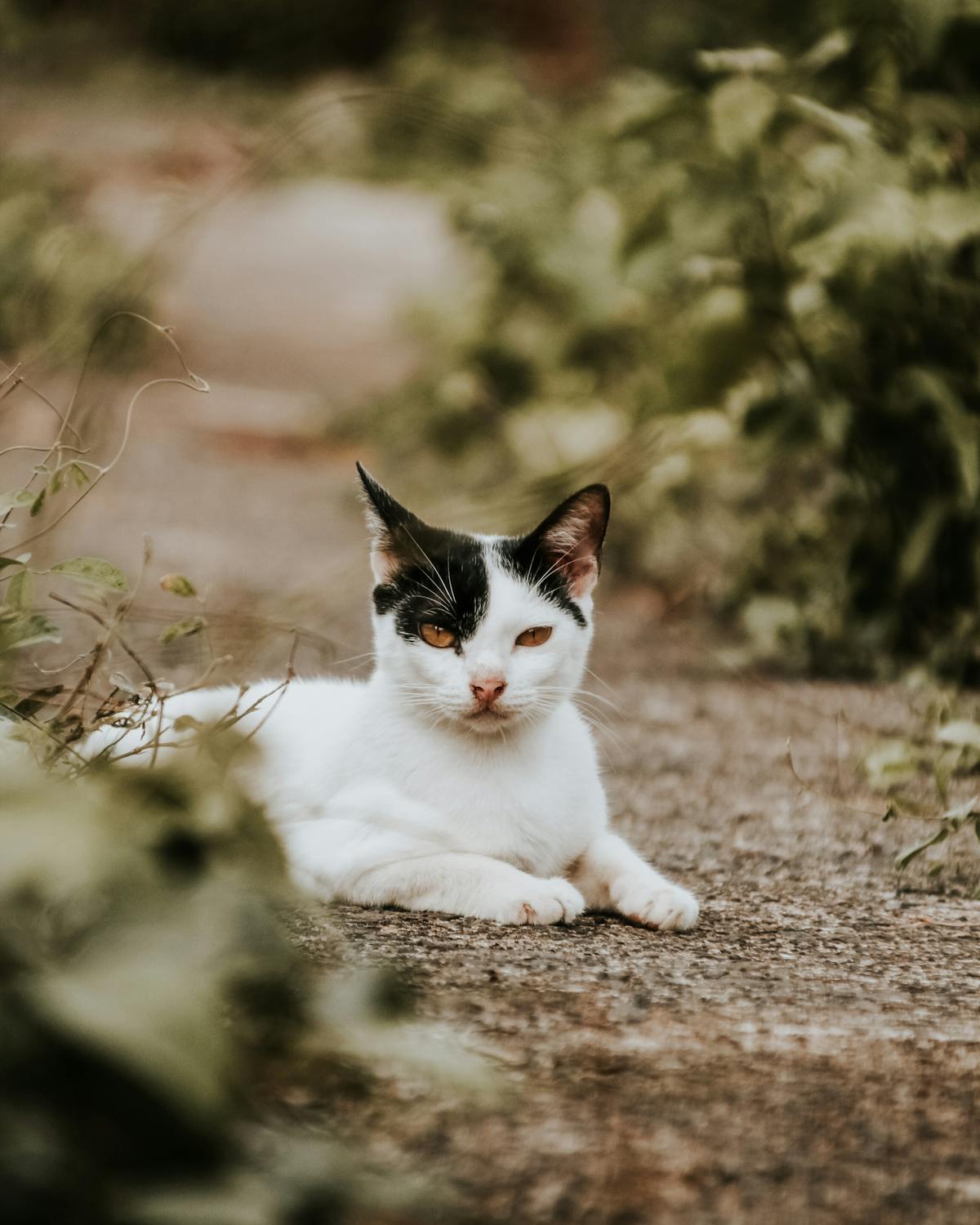 Julius Caesar Photos, Download The BEST Free Julius Caesar Stock Photos ...