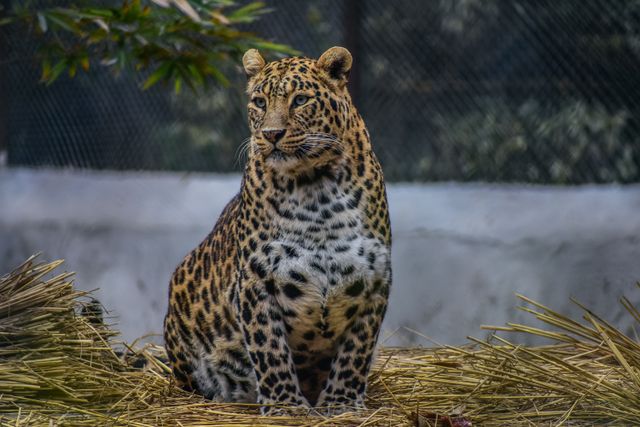 Leopardus Geoffroyi: Facts, Habitat, and Conservation Guide
