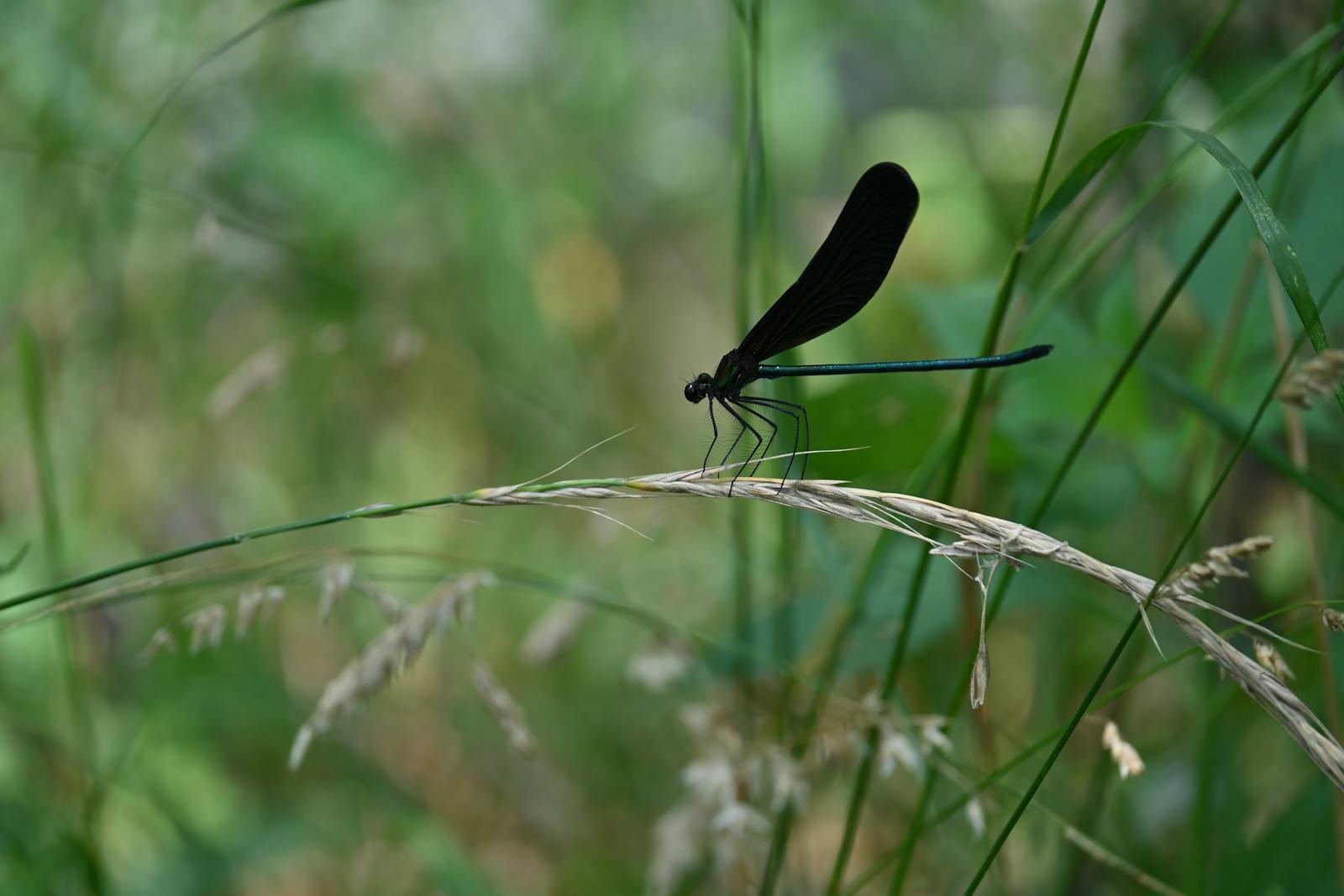 Black Nature Wallpaper Photos, Download The BEST Free Black Nature ...