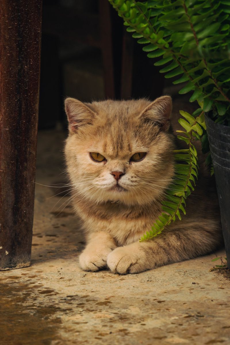 High Resolution Cat Photos, Download The BEST Free High Resolution Cat ...