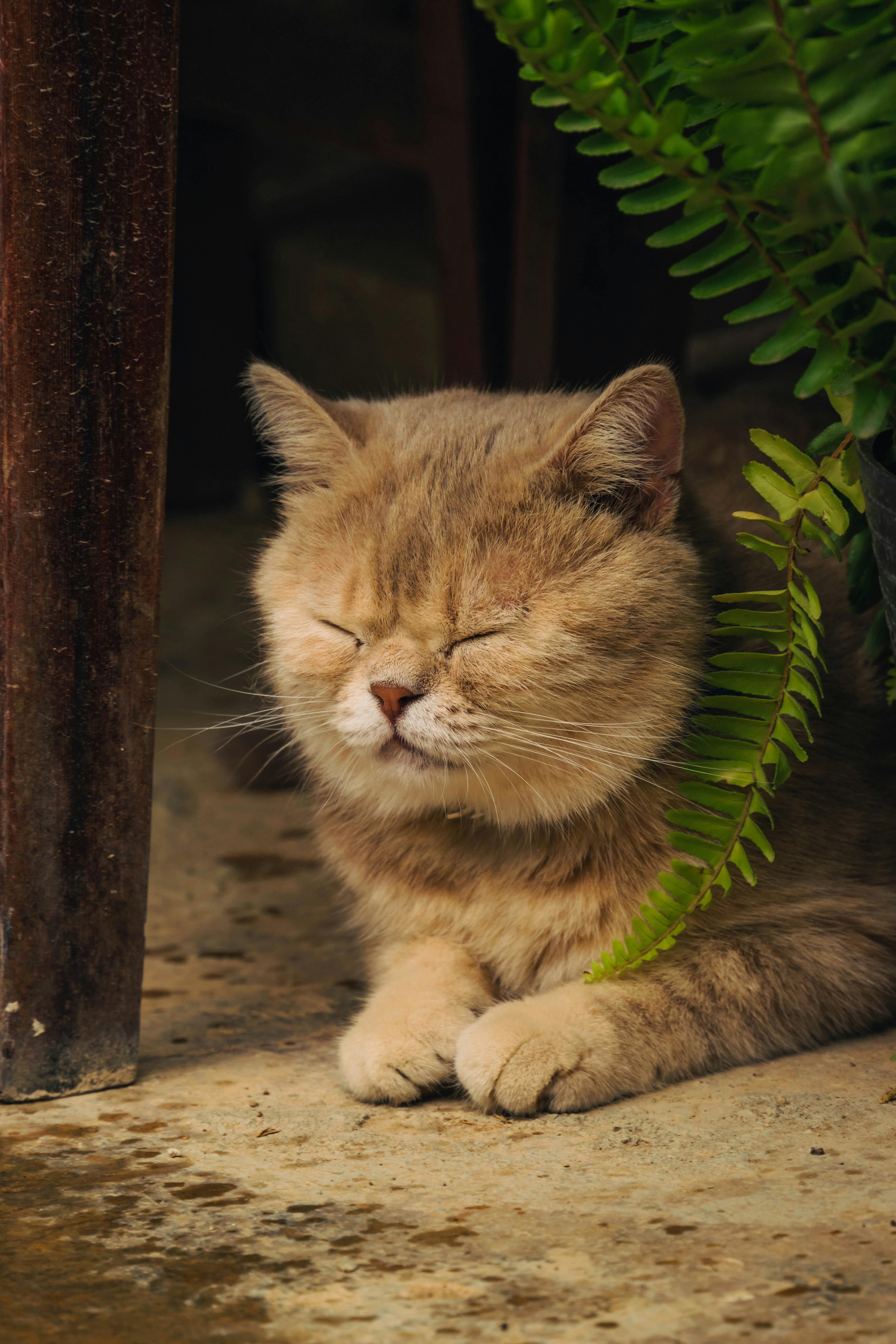 Cartoon Cat Wallpapers Photos, Download The BEST Free Cartoon Cat ...