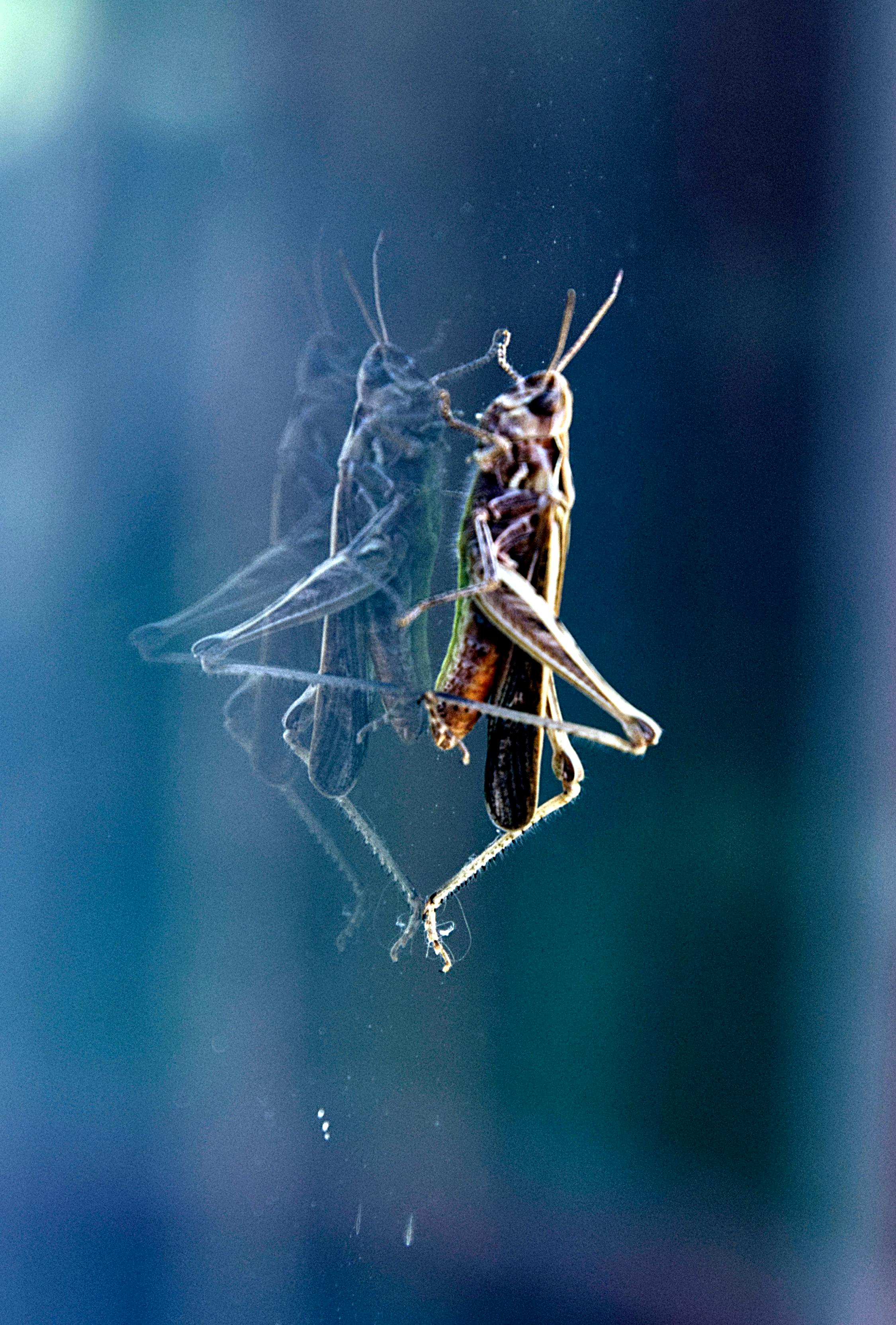 David Pryke - 사진