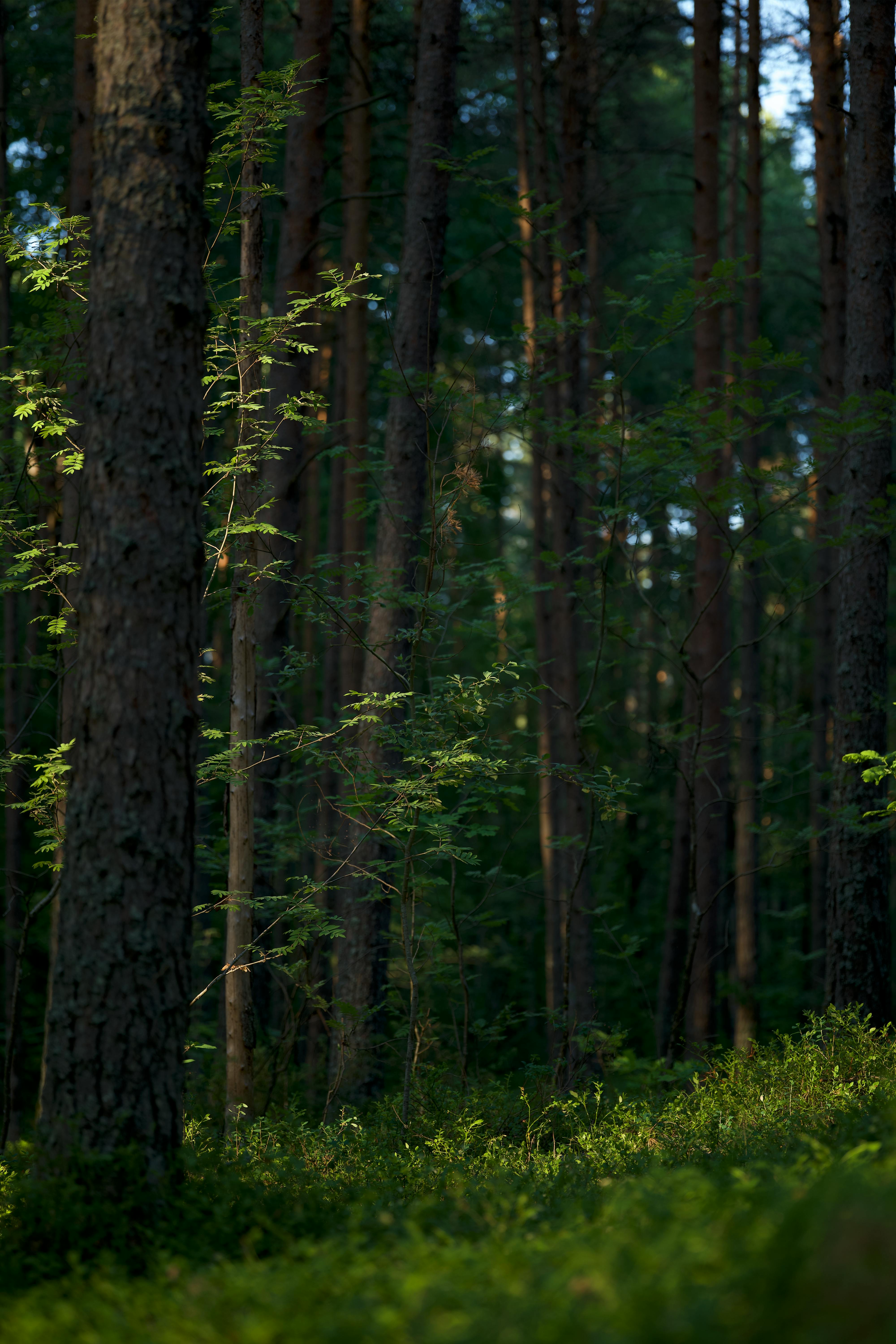 Deep, Green Forest · Free Stock Photo