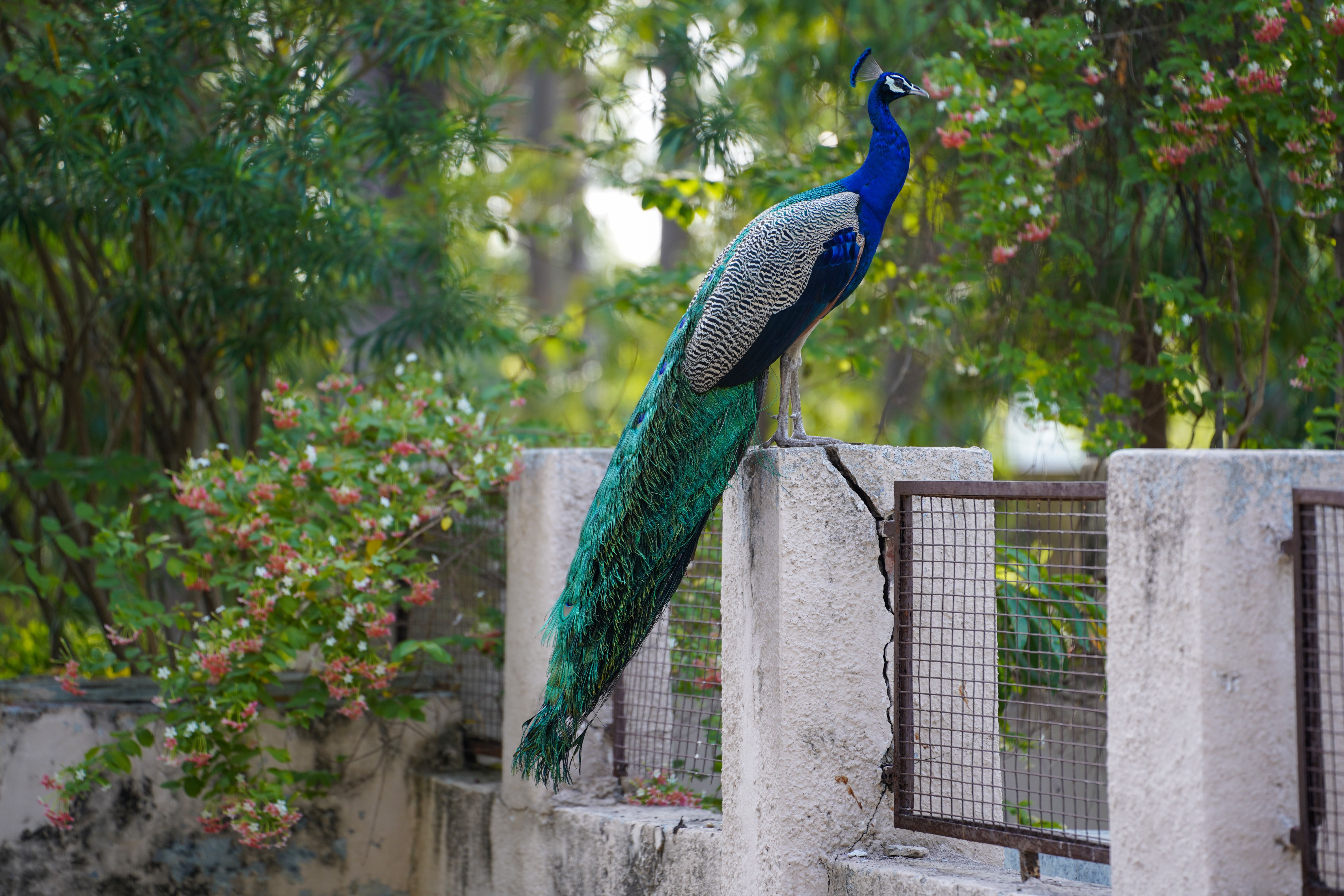 Peacock Sitting Photos, Download The BEST Free Peacock Sitting Stock ...