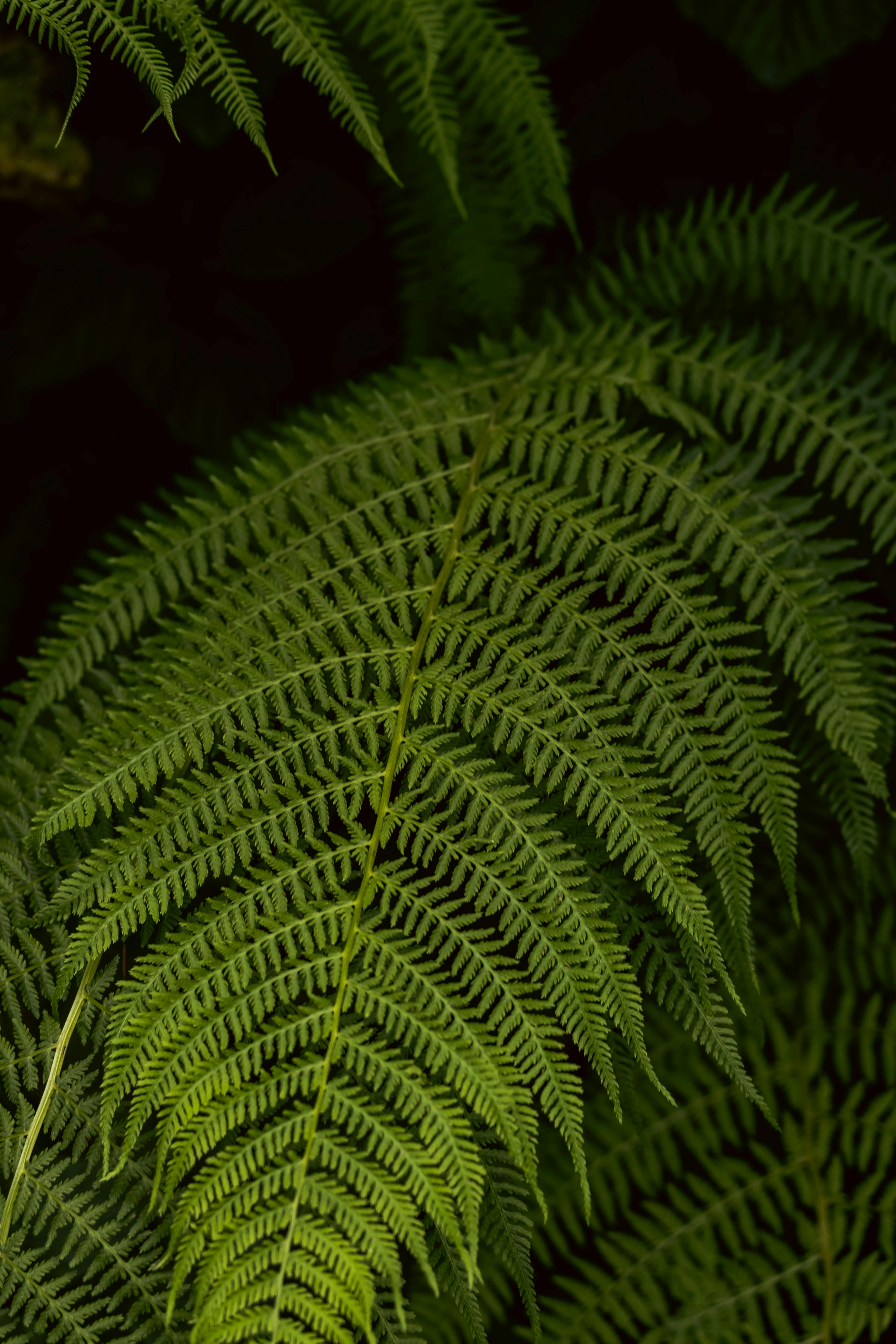 Tender fern sprout in spring forest · Free Stock Photo
