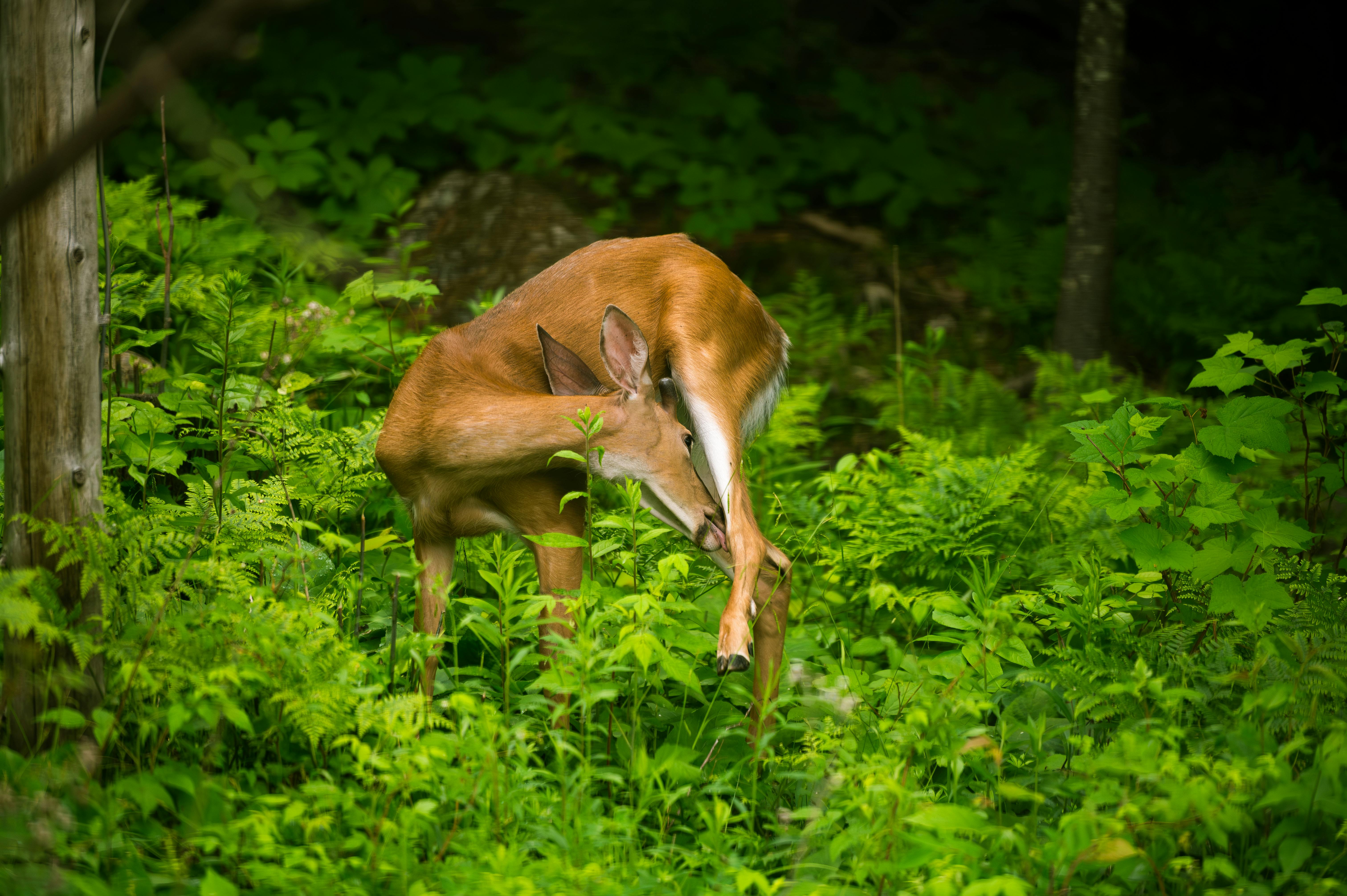Deer Licking its Hind Leg · Free Stock Photo