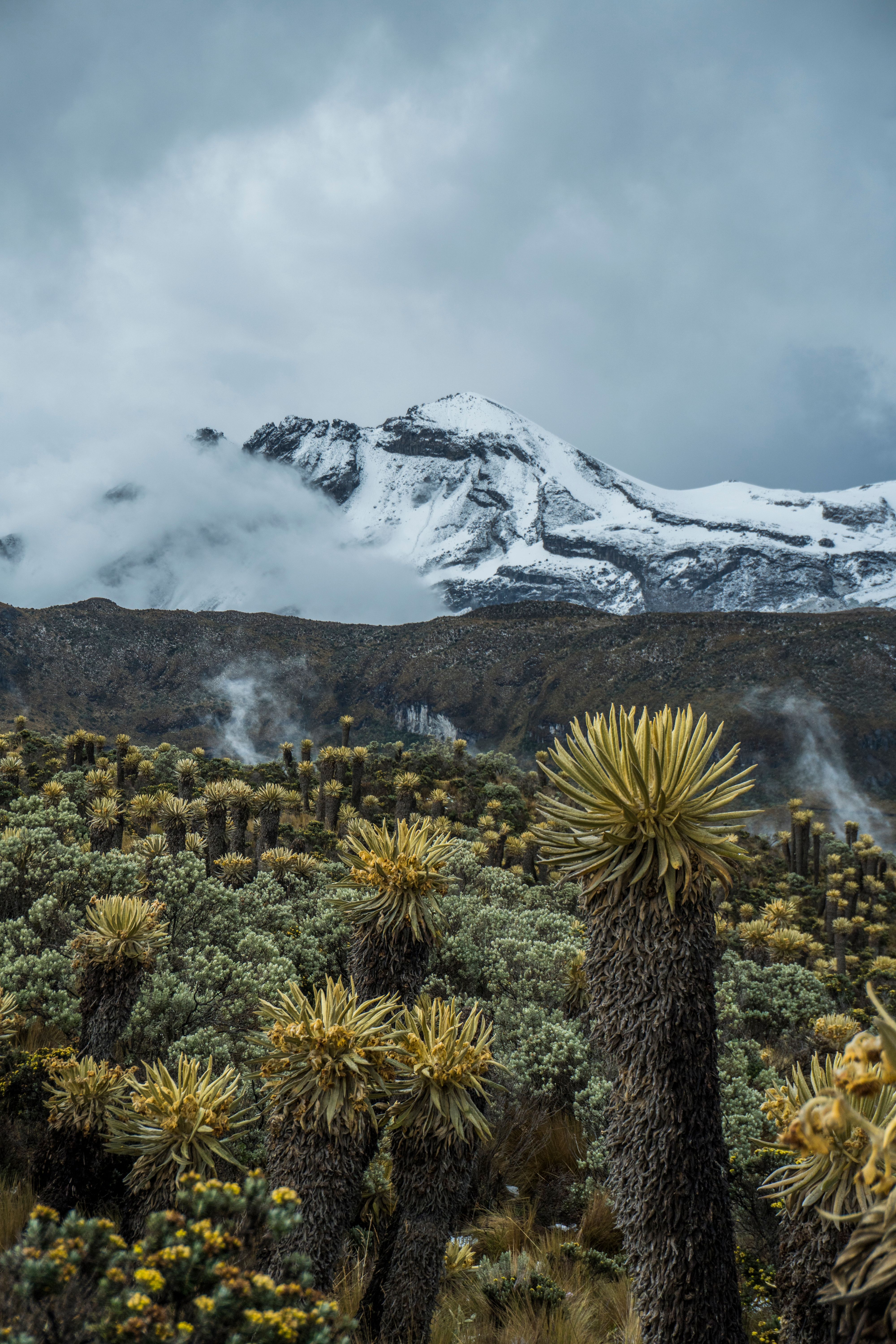 High Altitude Flora Photos, Download The BEST Free High Altitude Flora ...