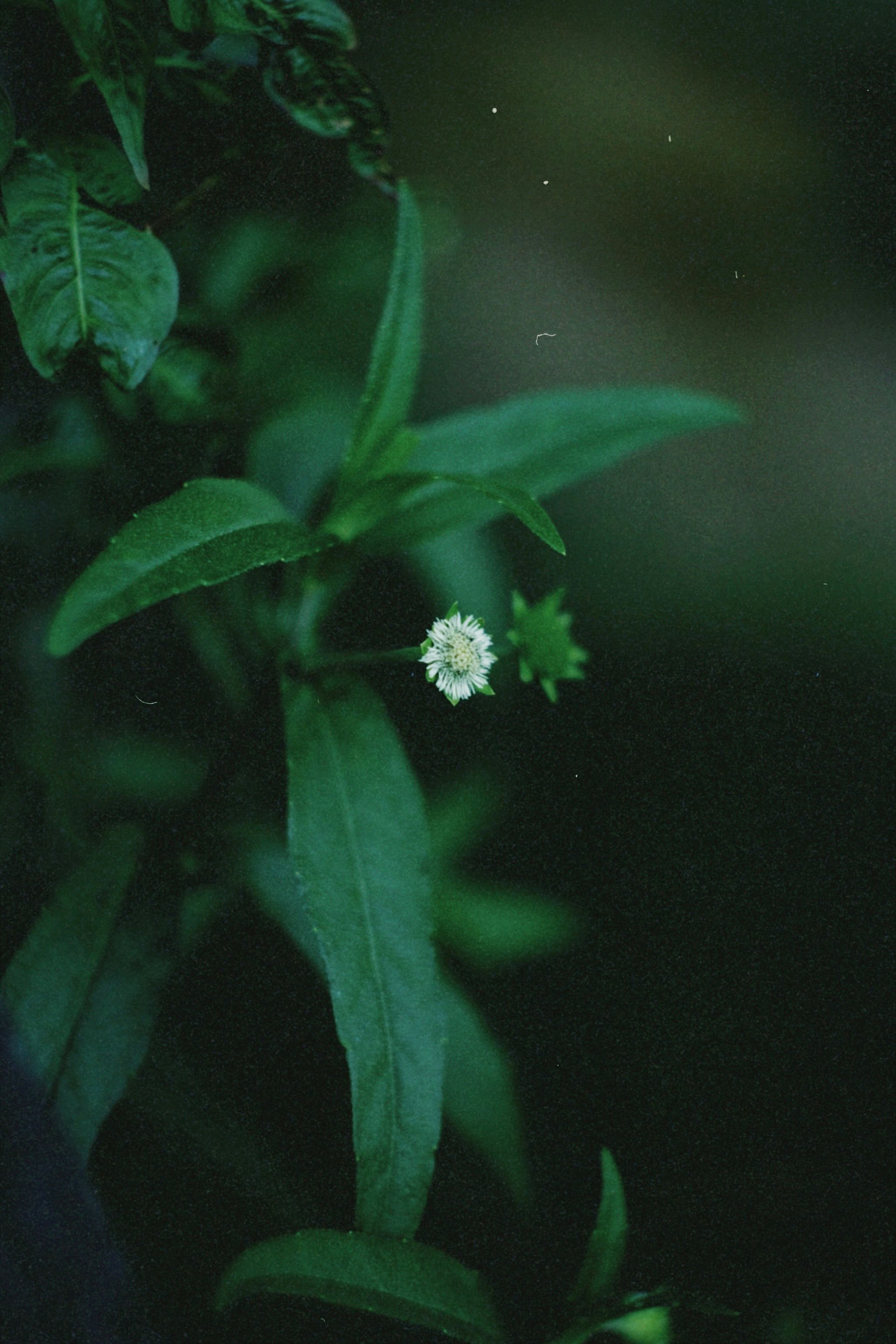 Foto profissional gratuita de #beleza natural, amantes da natureza ...
