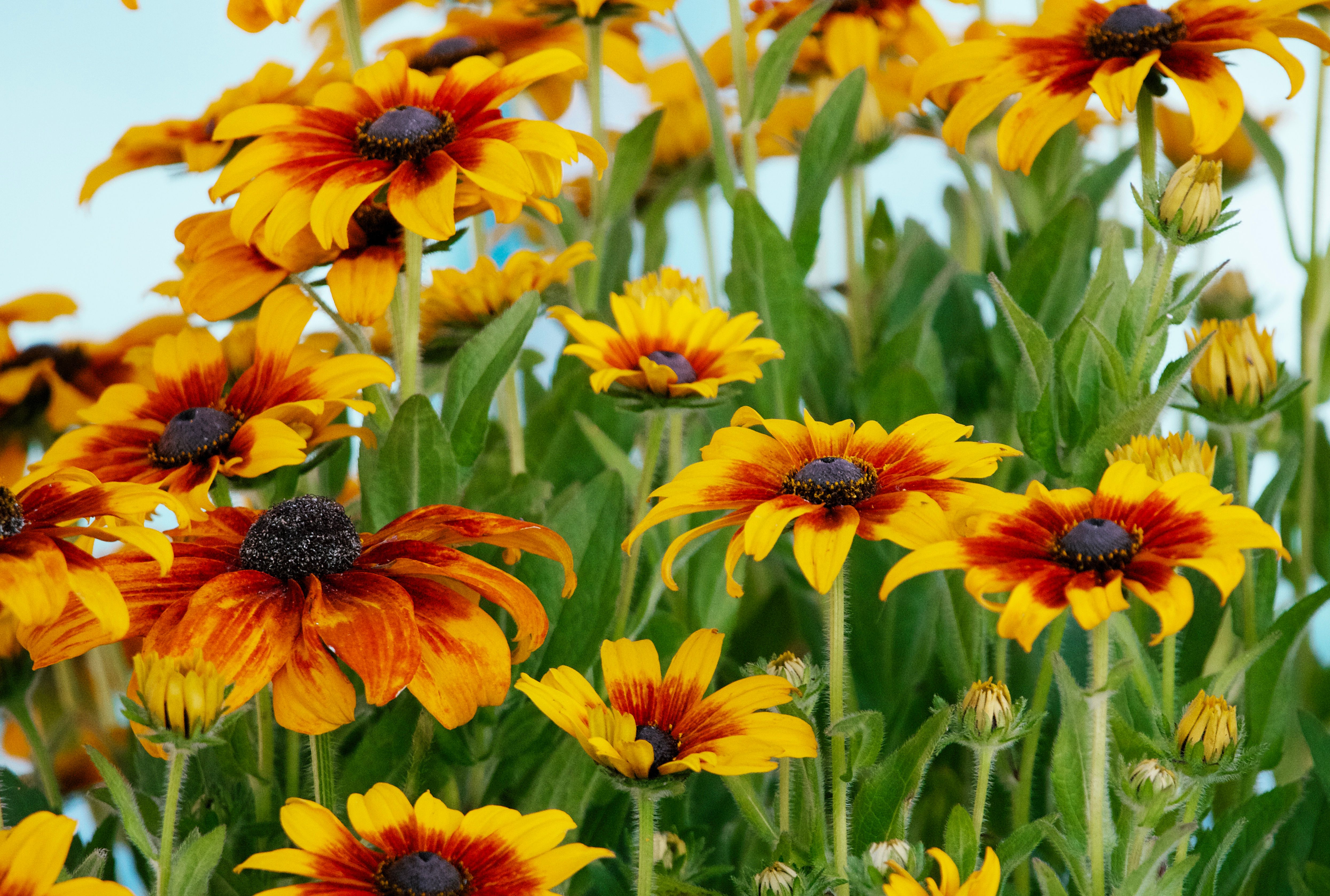 12 Long-Blooming Flowers to Plant in May for Non-Stop Color