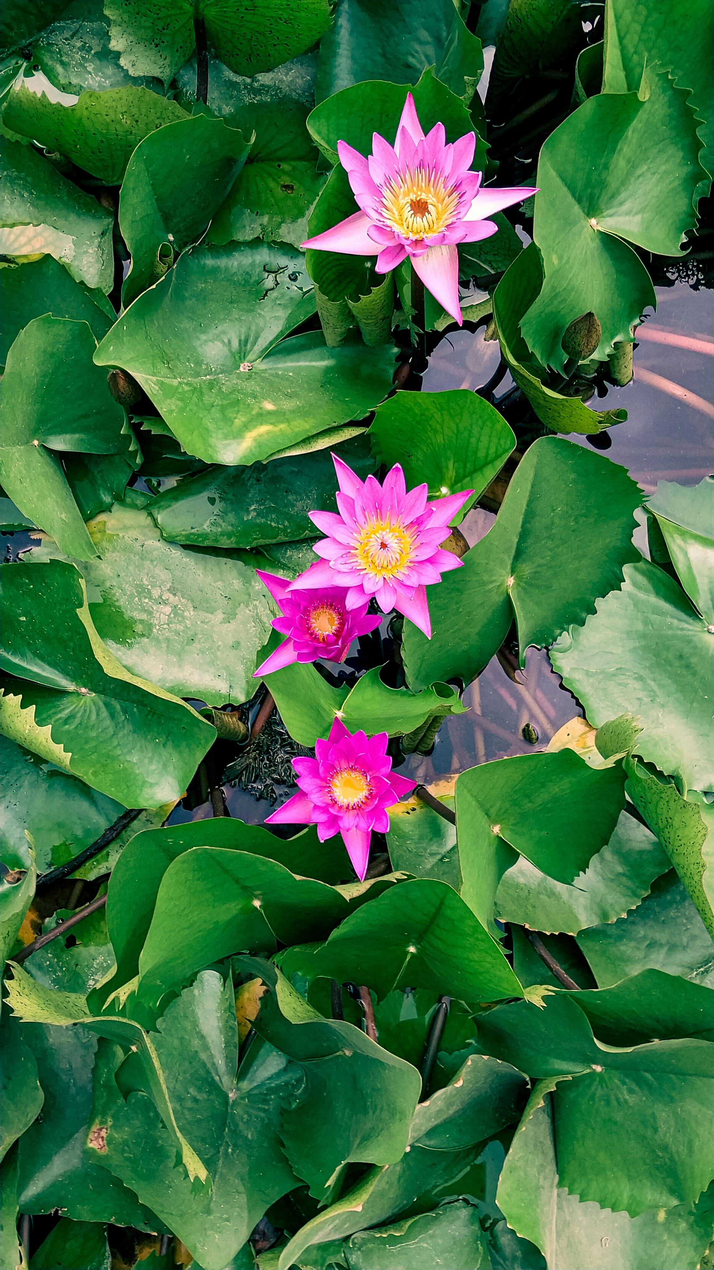 Amresh Gupta - Photography