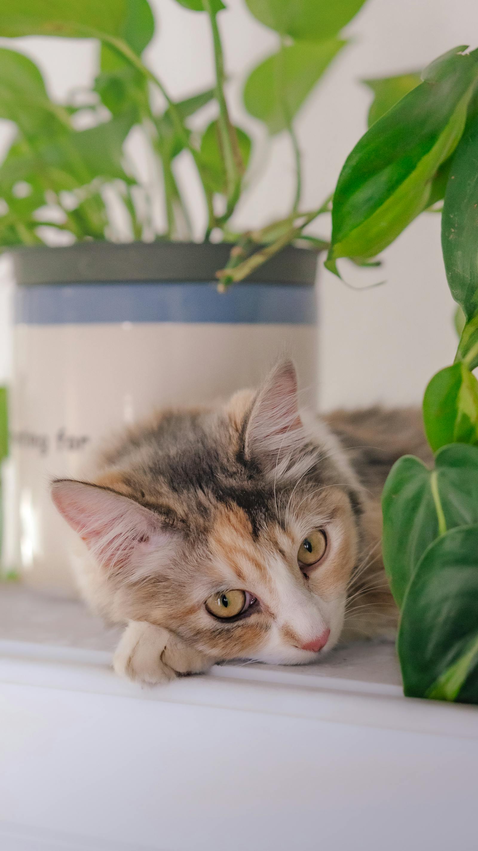 Sad Cat Photos, Download The BEST Free Sad Cat Stock Photos & HD Images