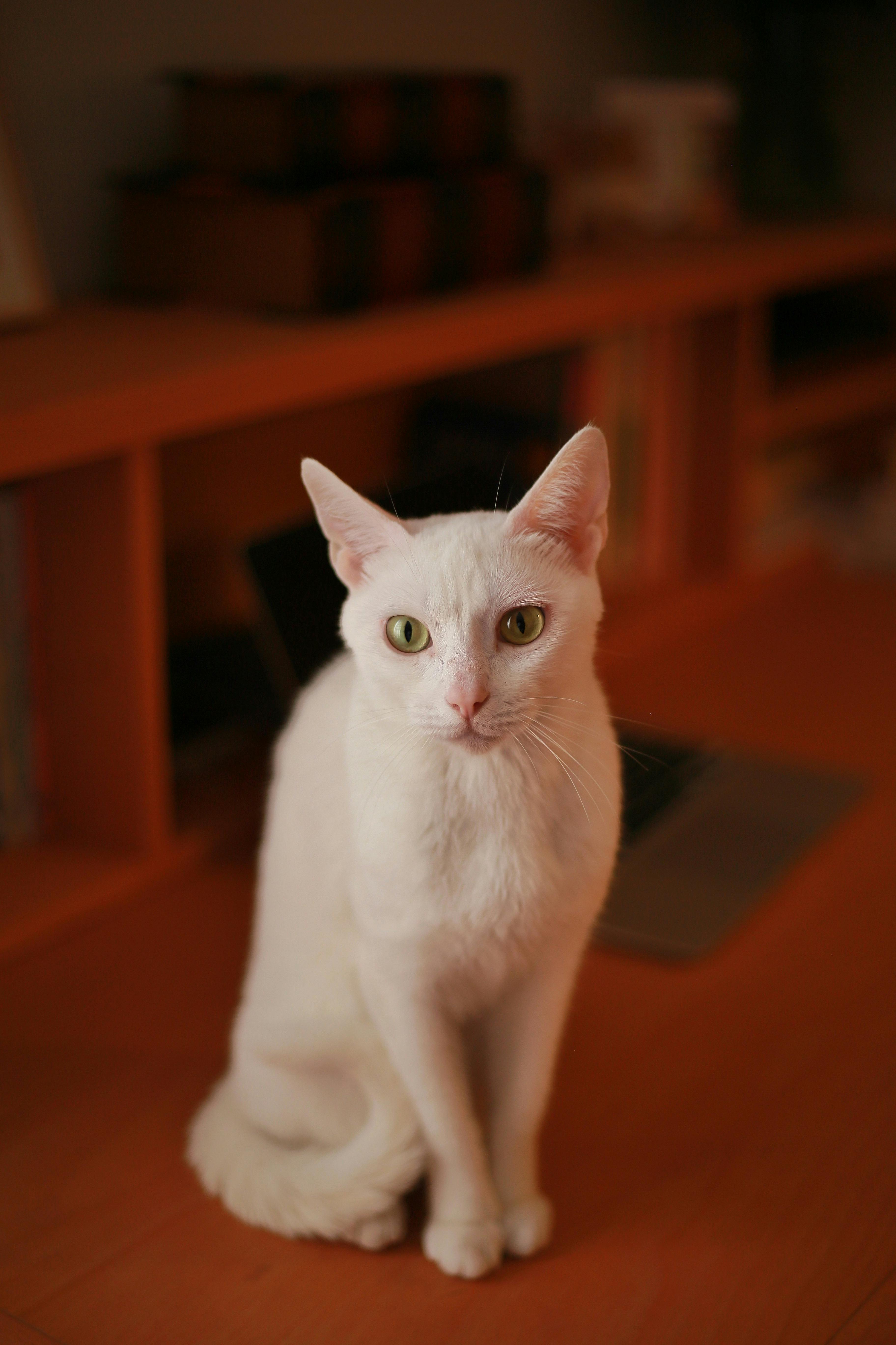 White Cat Sitting · Free Stock Photo