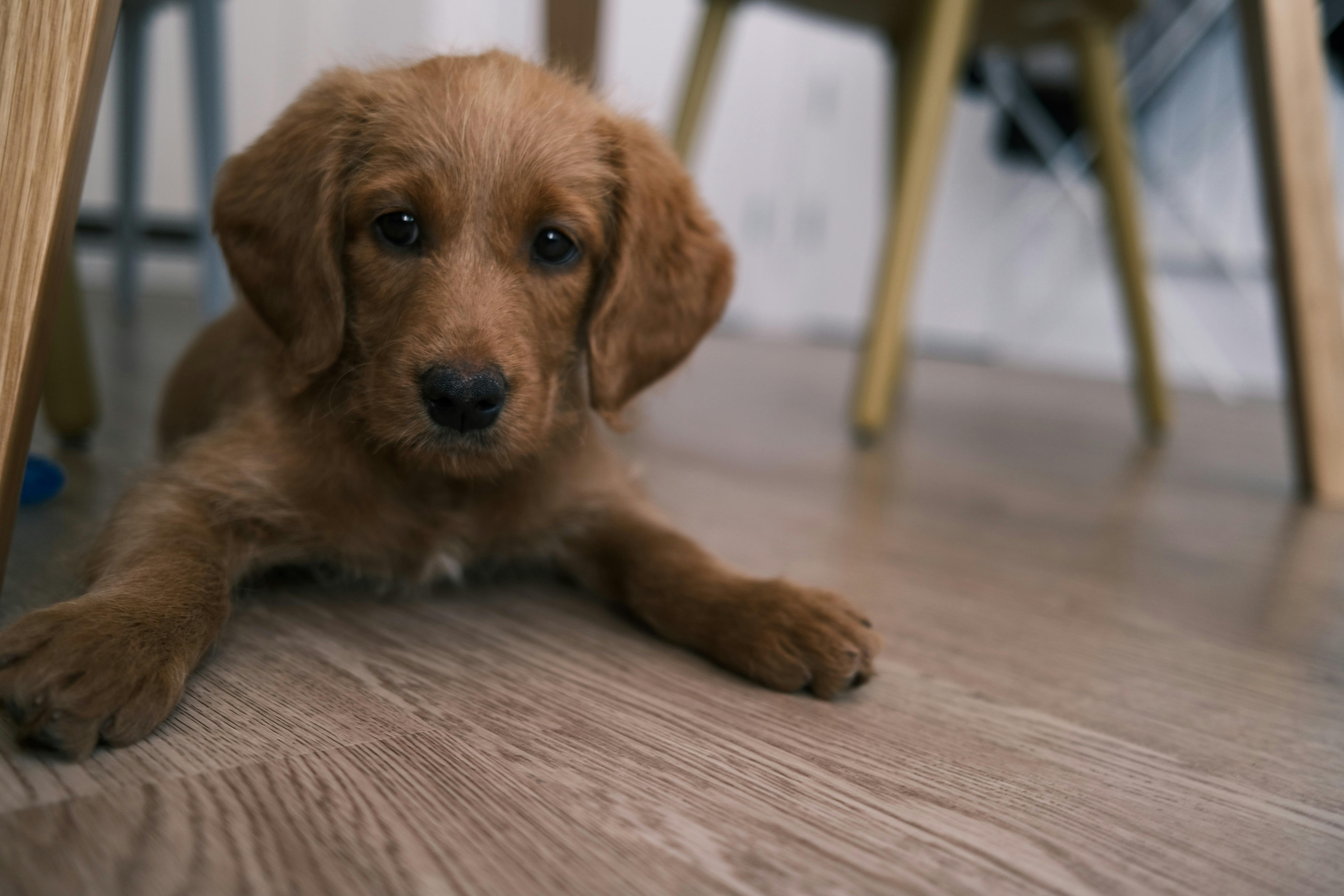 Wallpaper Puppy Photos, Download The BEST Free Wallpaper Puppy Stock ...