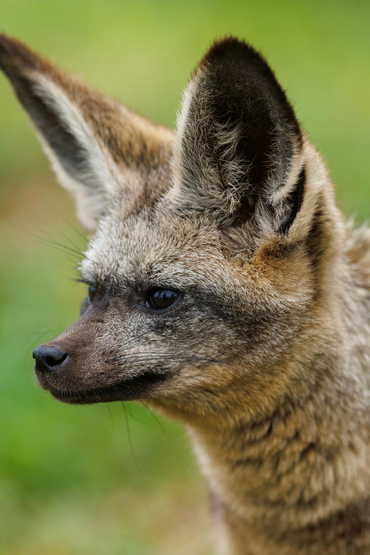 Bat Animal Photos, Download The BEST Free Bat Animal Stock Photos & HD ...