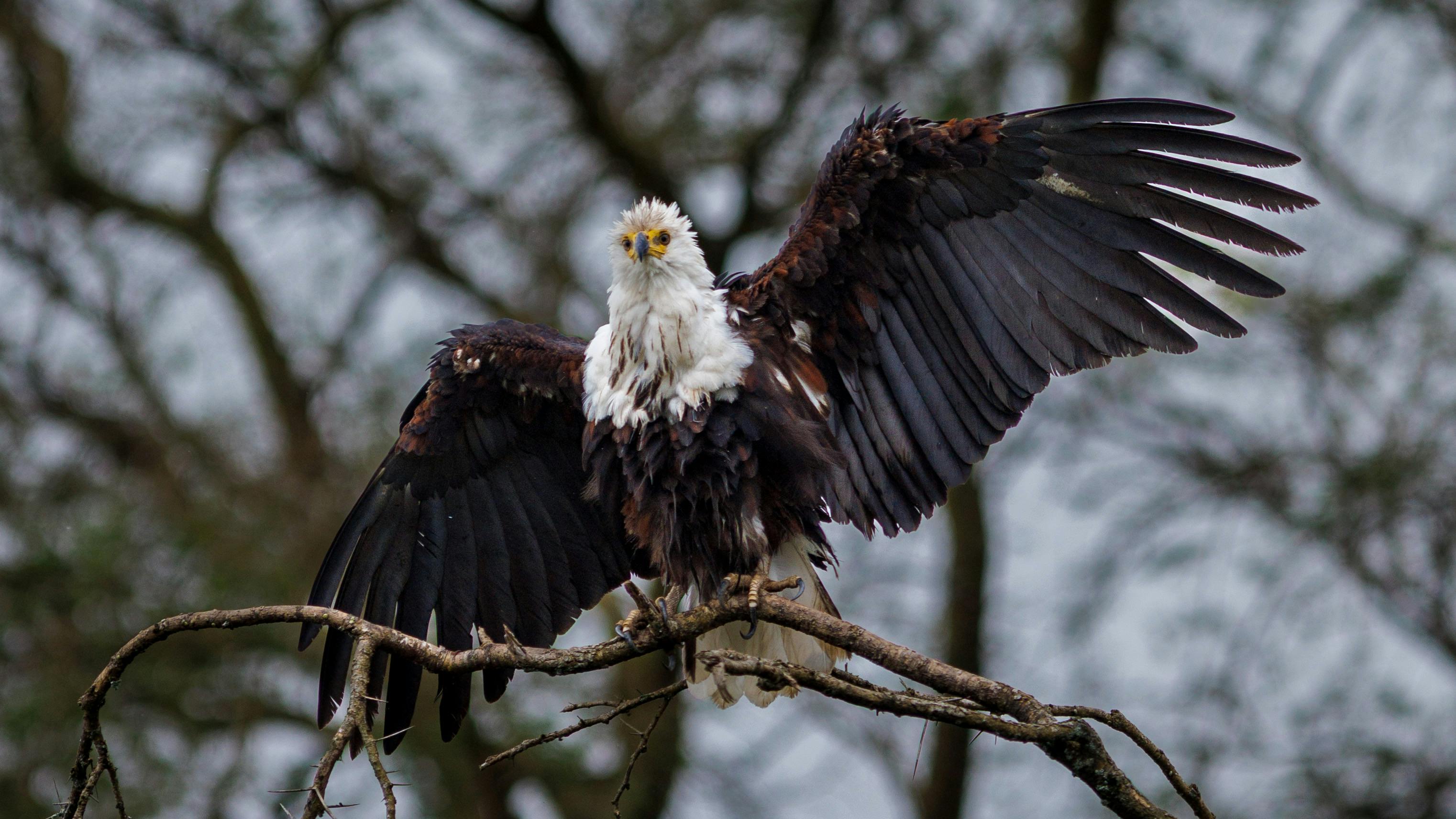 Bald Eagle Perching on Branch · Free Stock Photo
