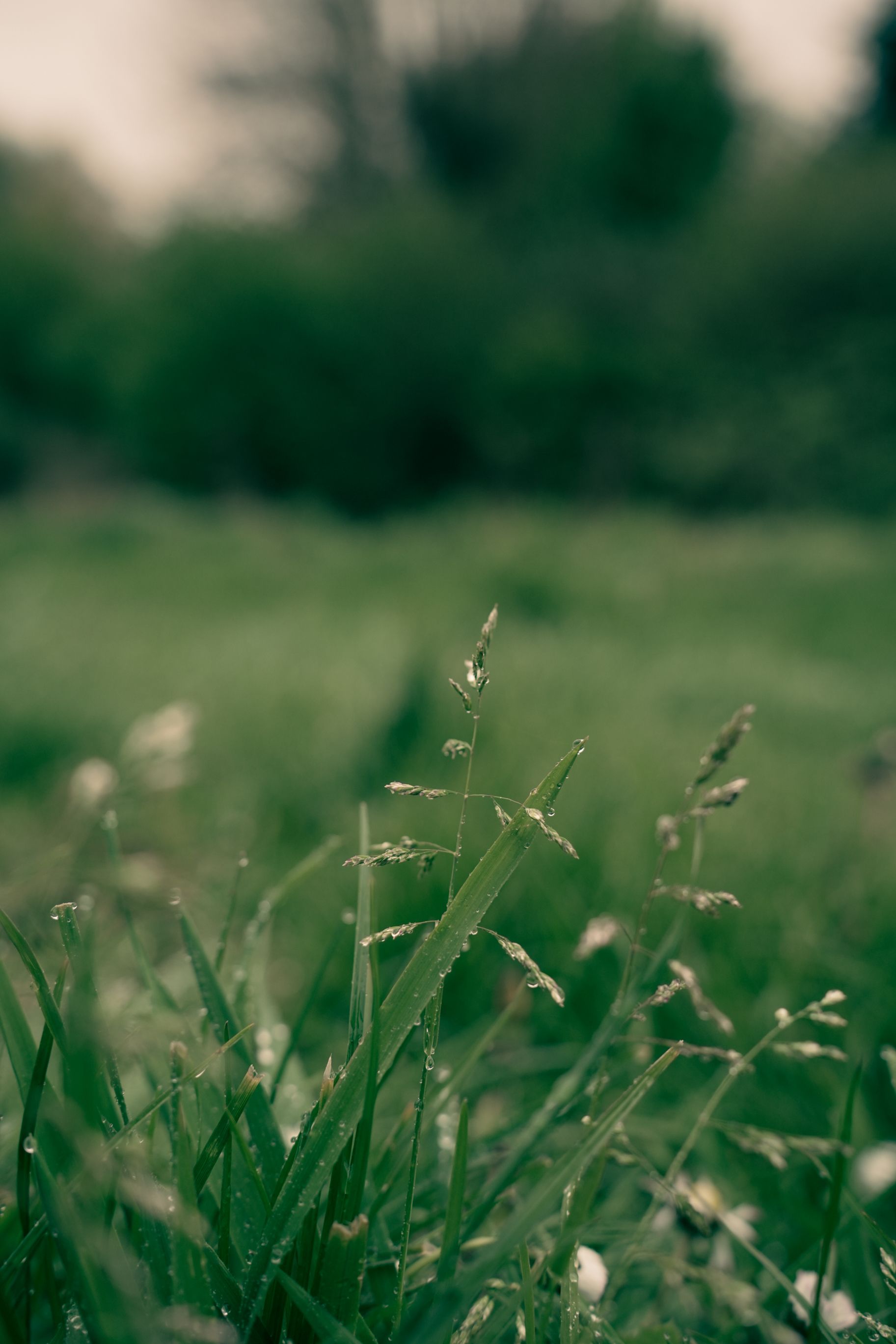 Selective Focus Photography of Green Grass · Free Stock Photo