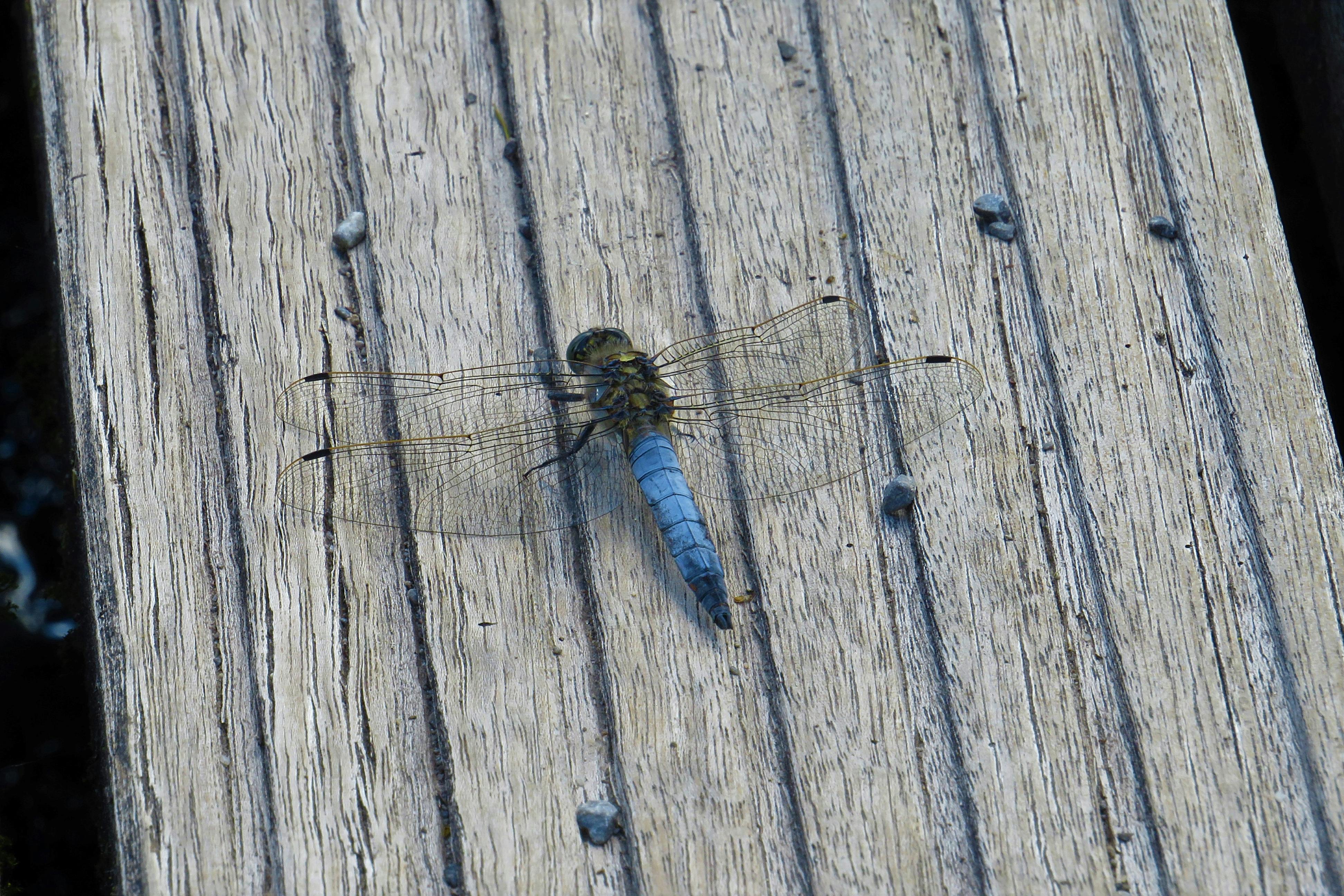 Dragonfly on Wooden Board · Free Stock Photo