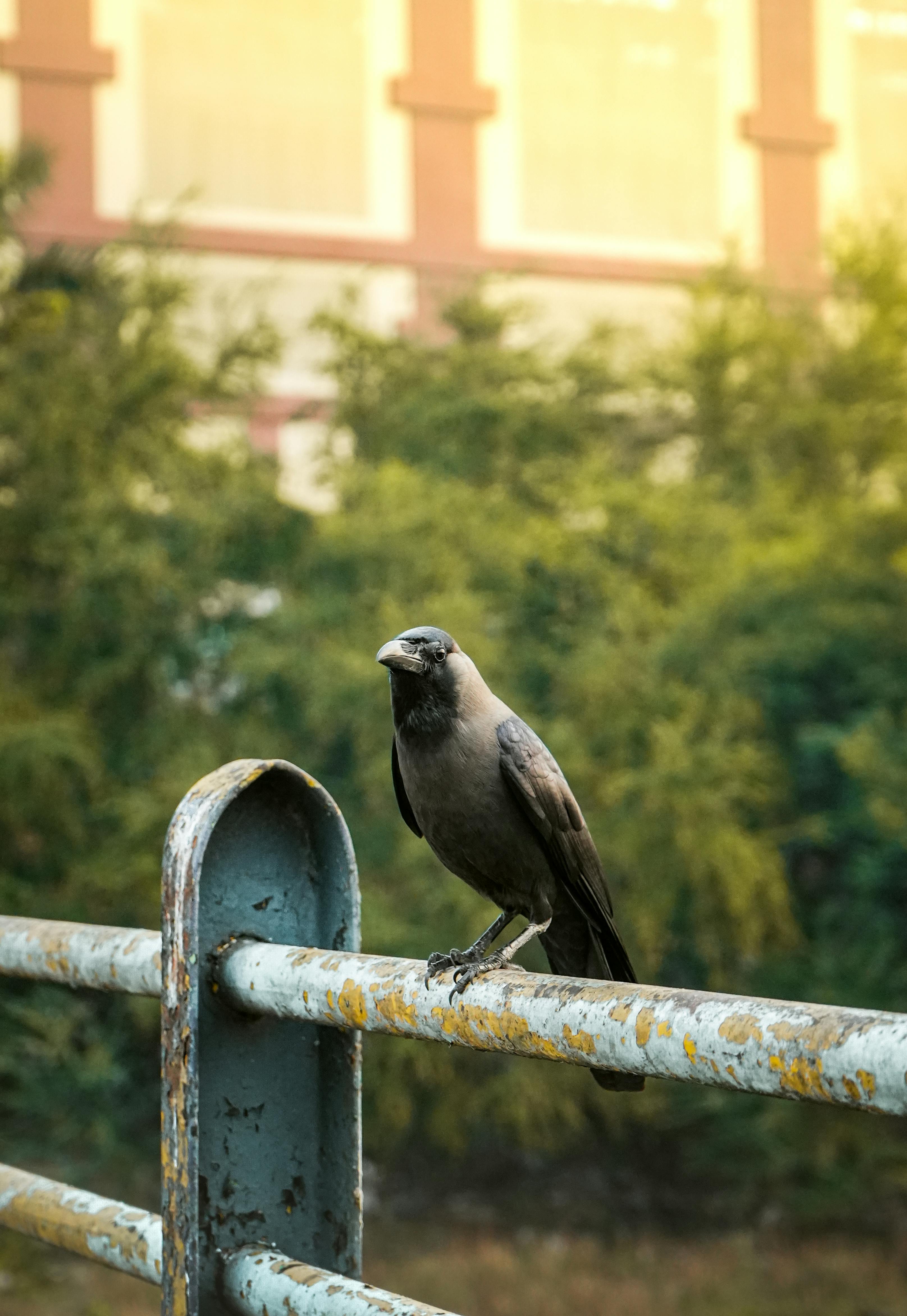 Birdportrait Photos, Download The BEST Free Birdportrait Stock Photos ...