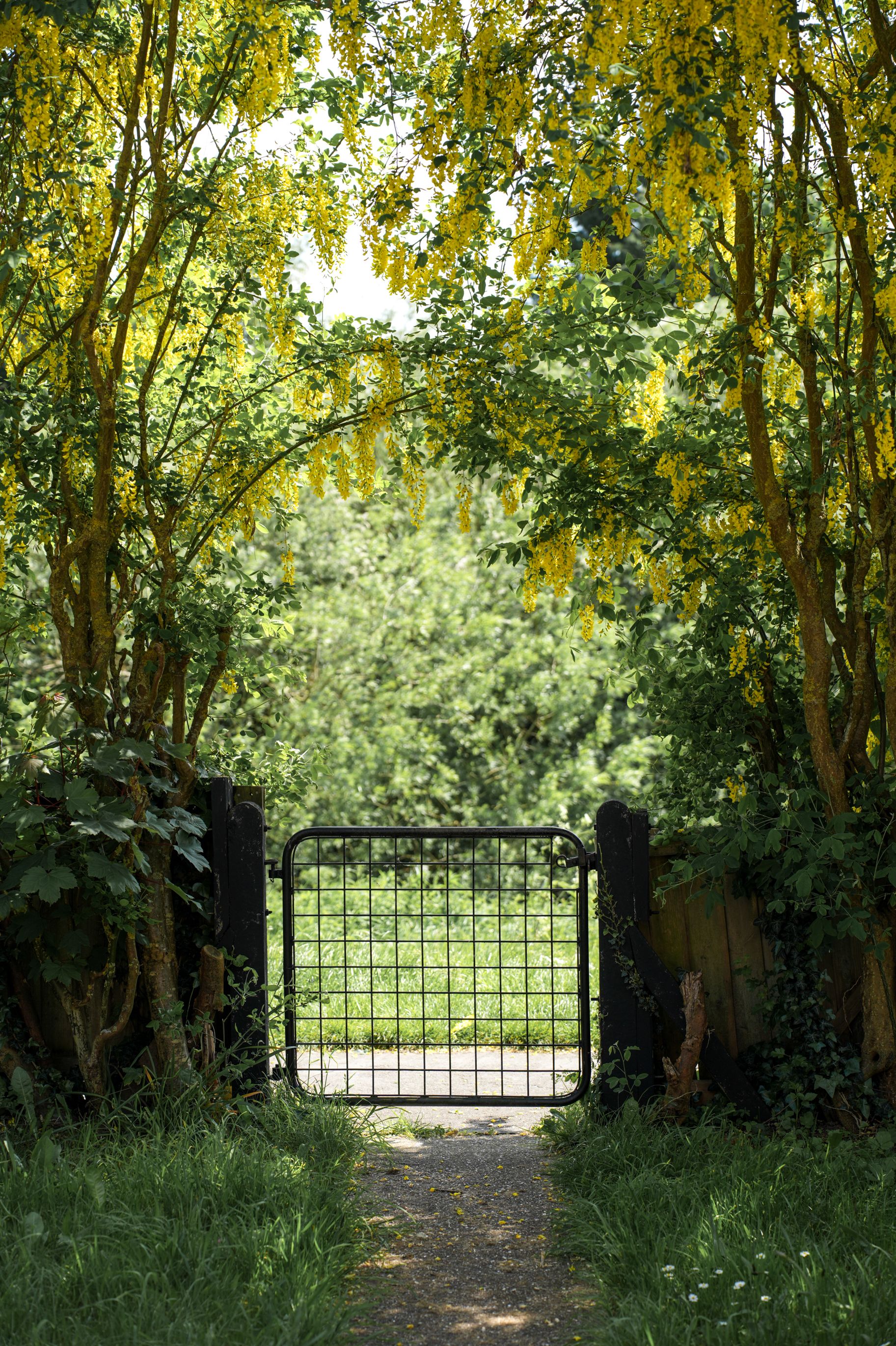 Fence with Gate · Free Stock Photo
