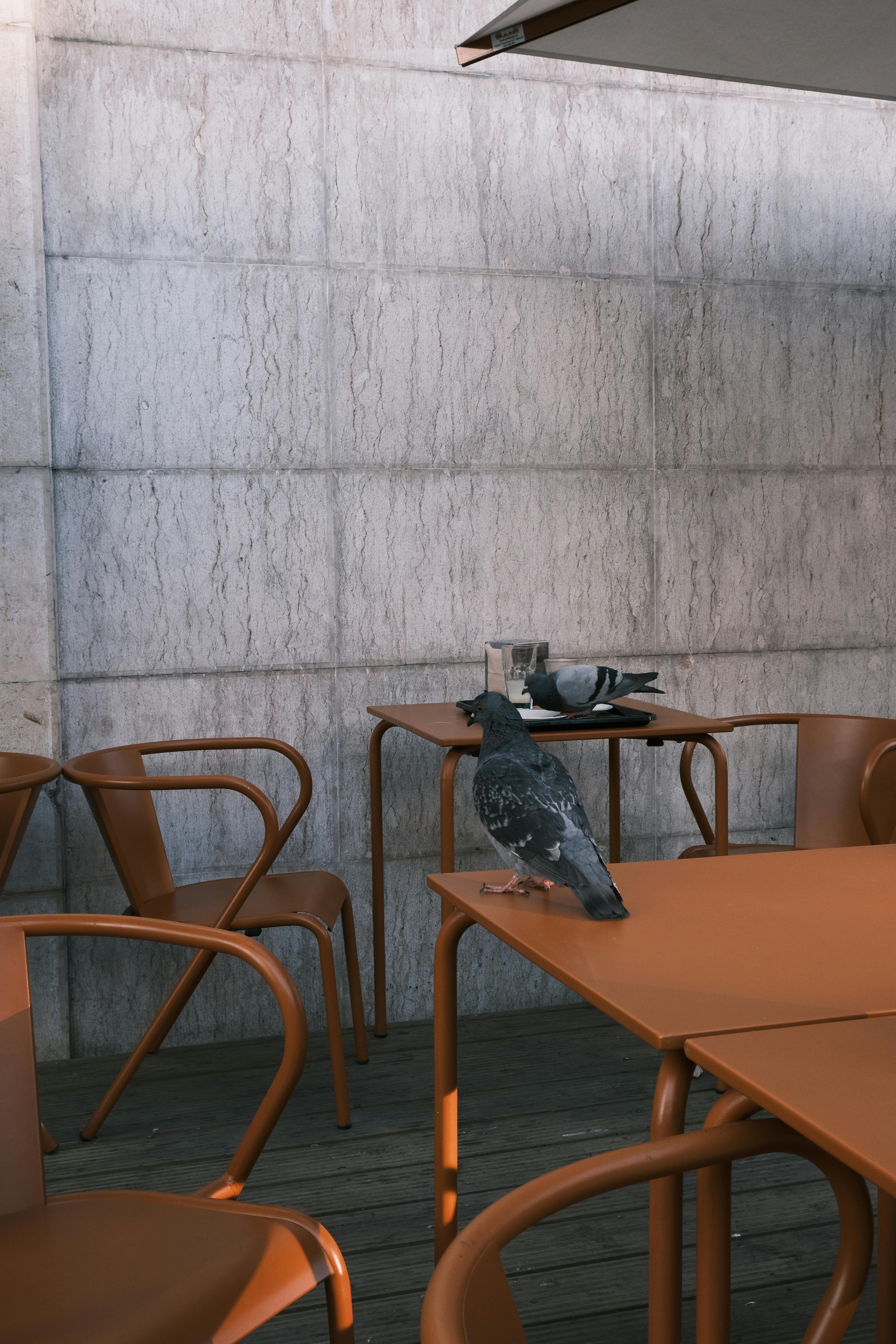 Pigeons on Restaurant Tables · Free Stock Photo