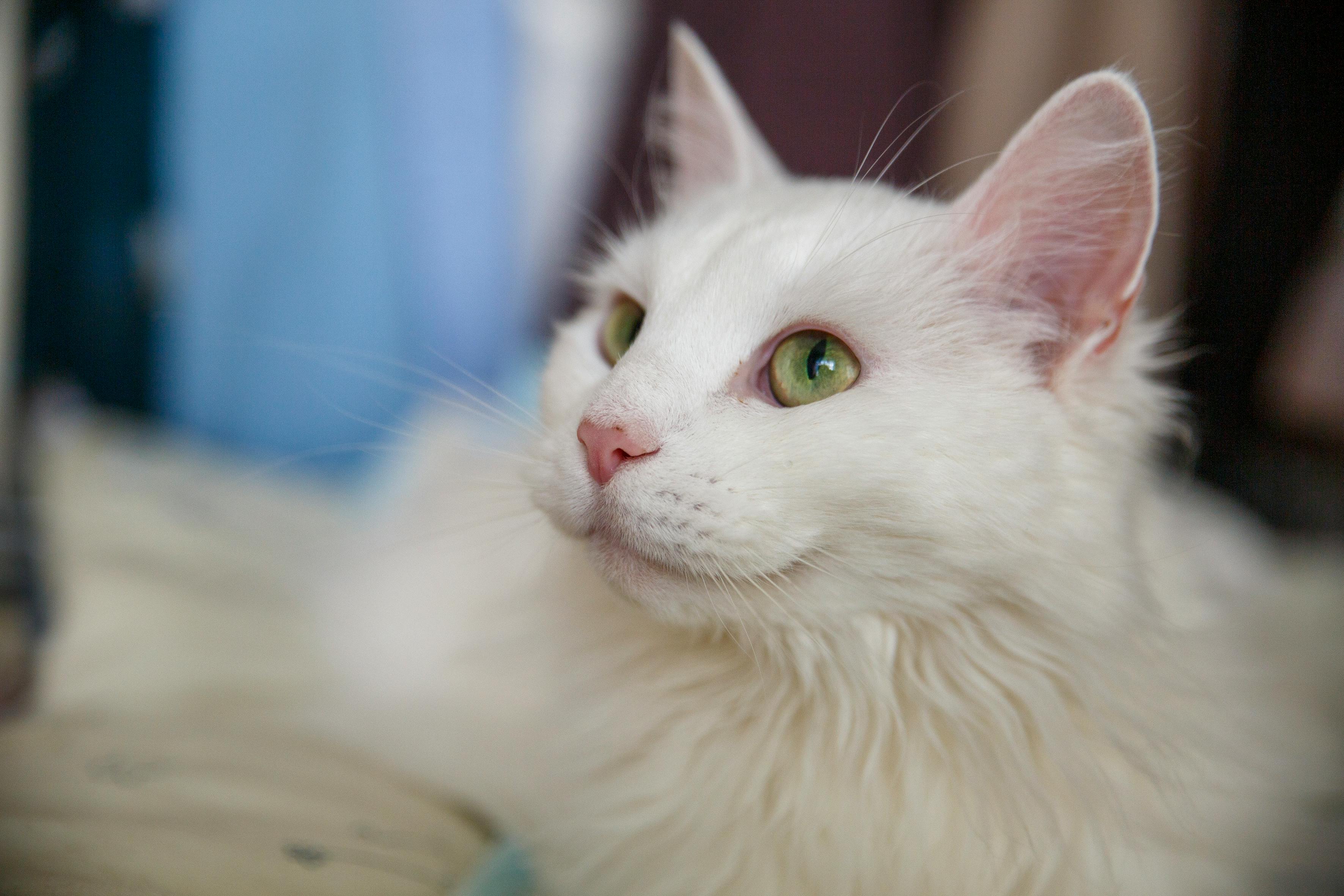 Fluffy White Cat · Free Stock Photo