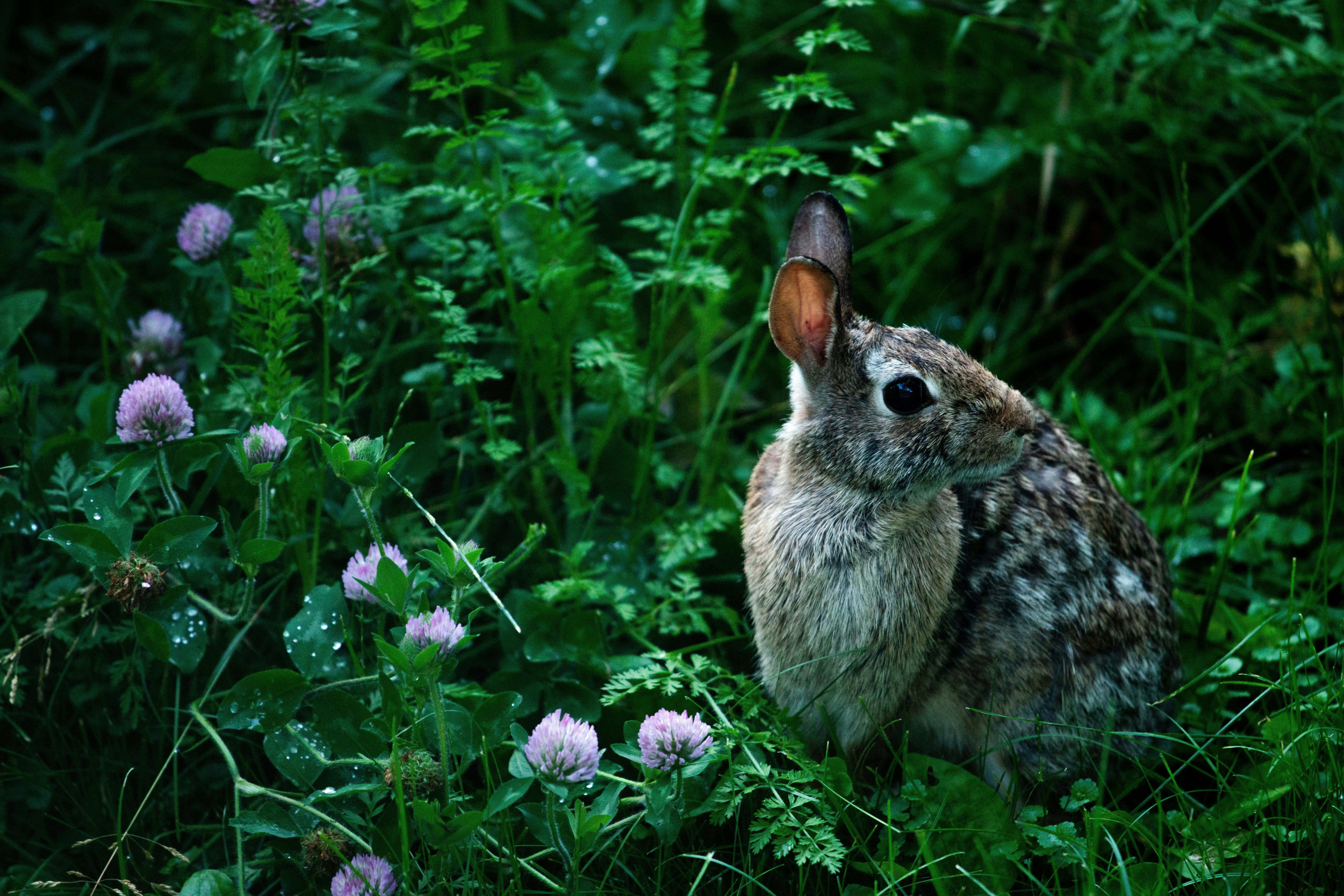 Rabbit in Nature · Free Stock Photo