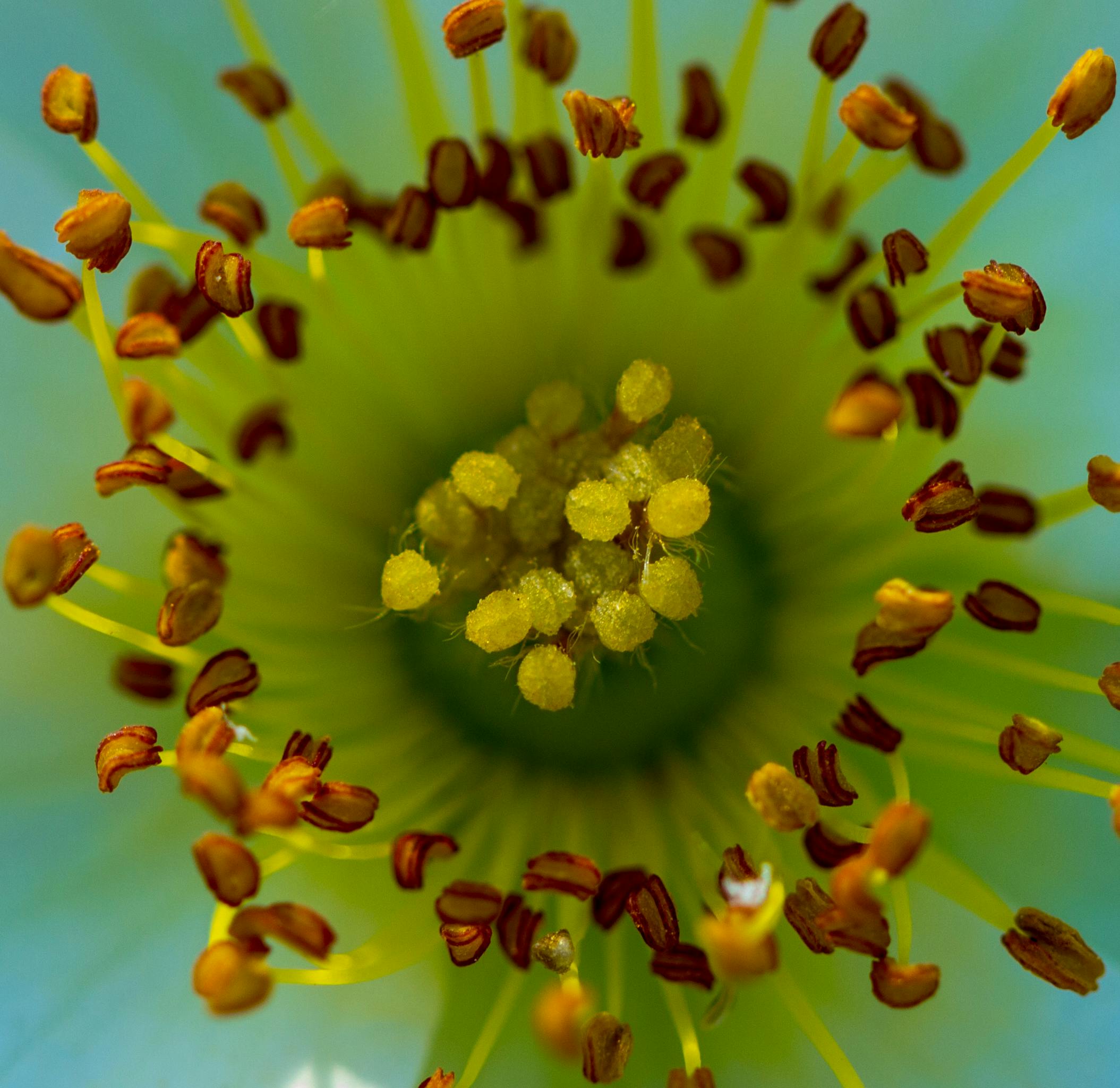 Close up of Flower Stamens · Free Stock Photo