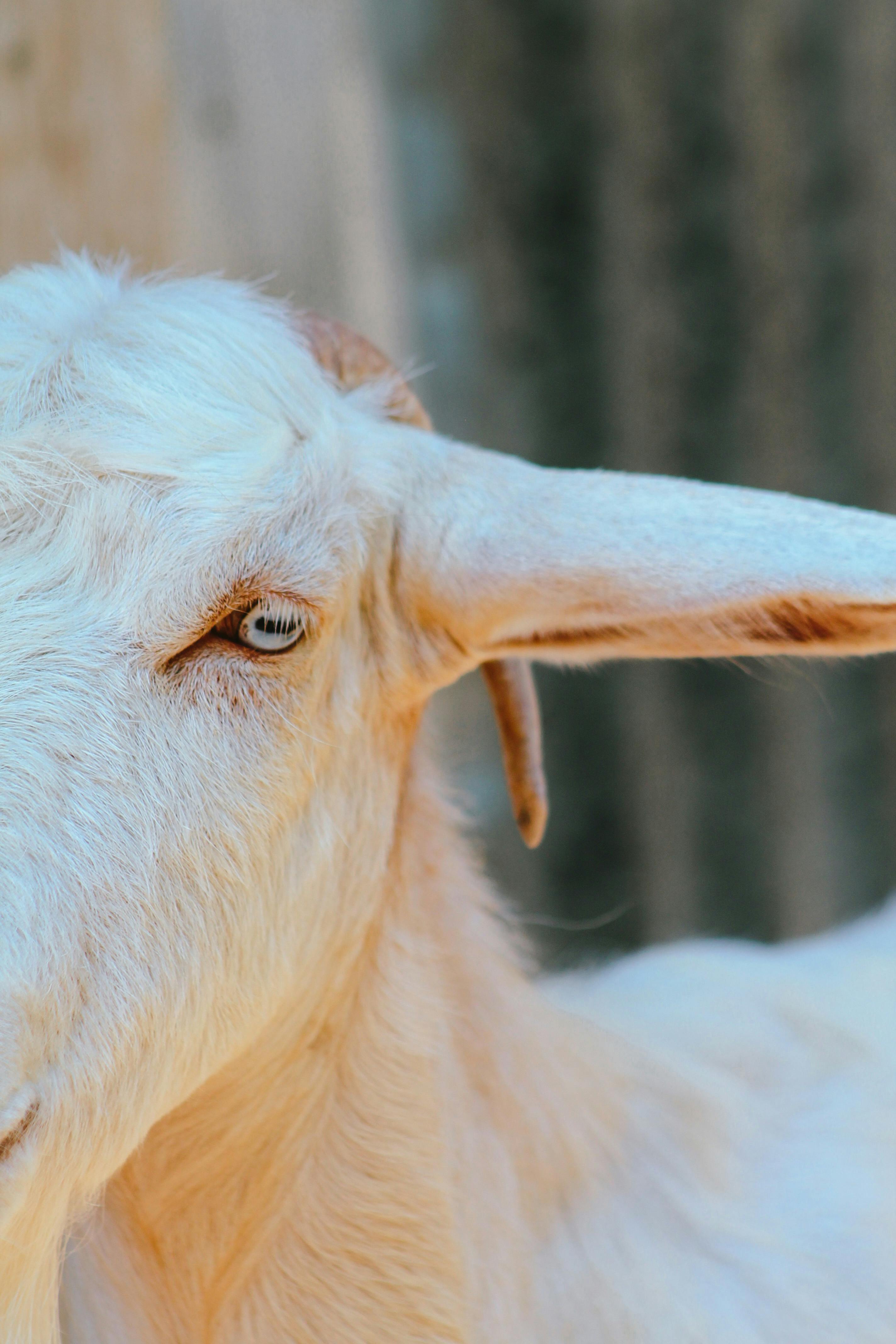 Close up of Goat Head · Free Stock Photo