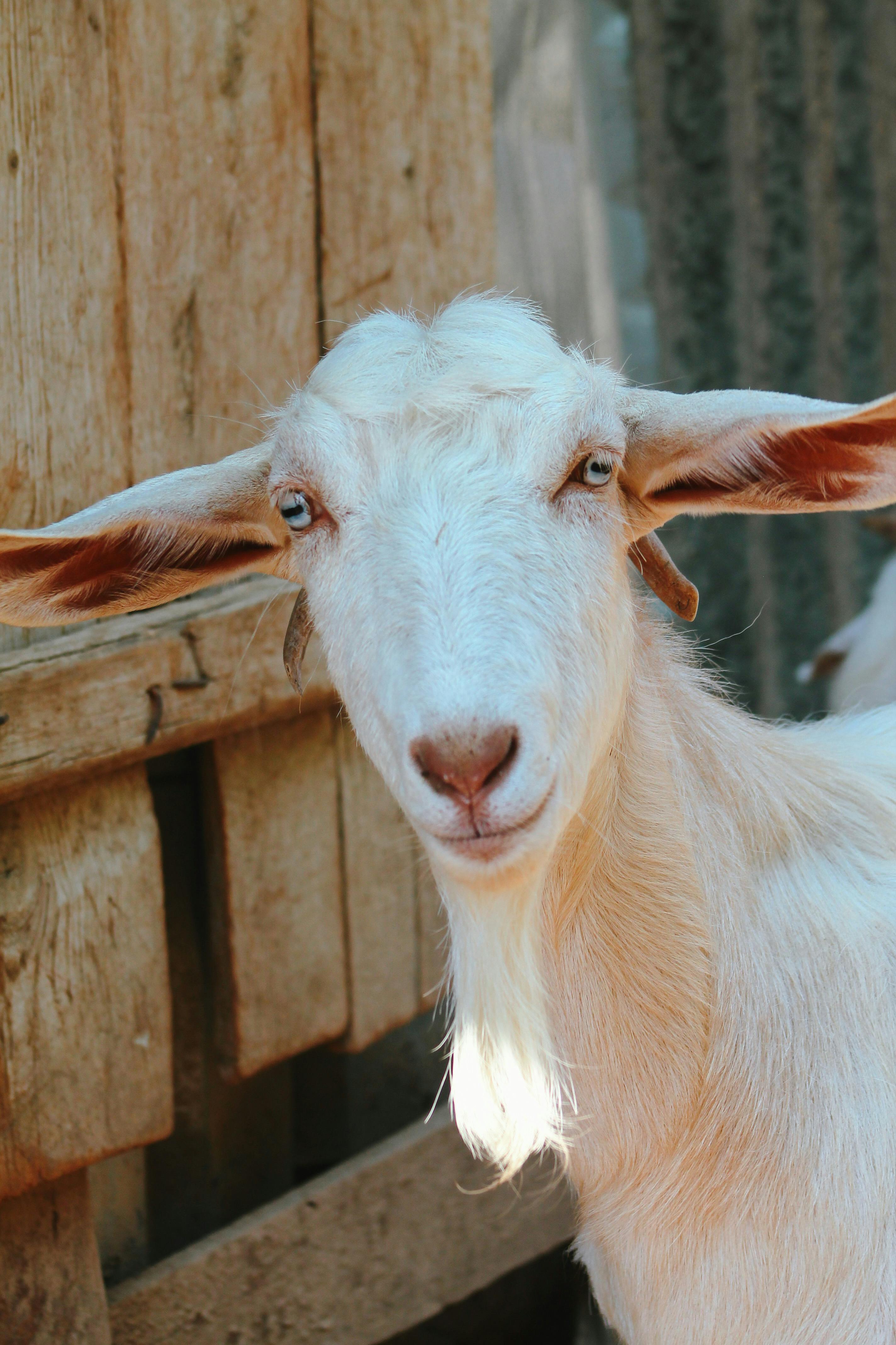Photo of a Goat · Free Stock Photo