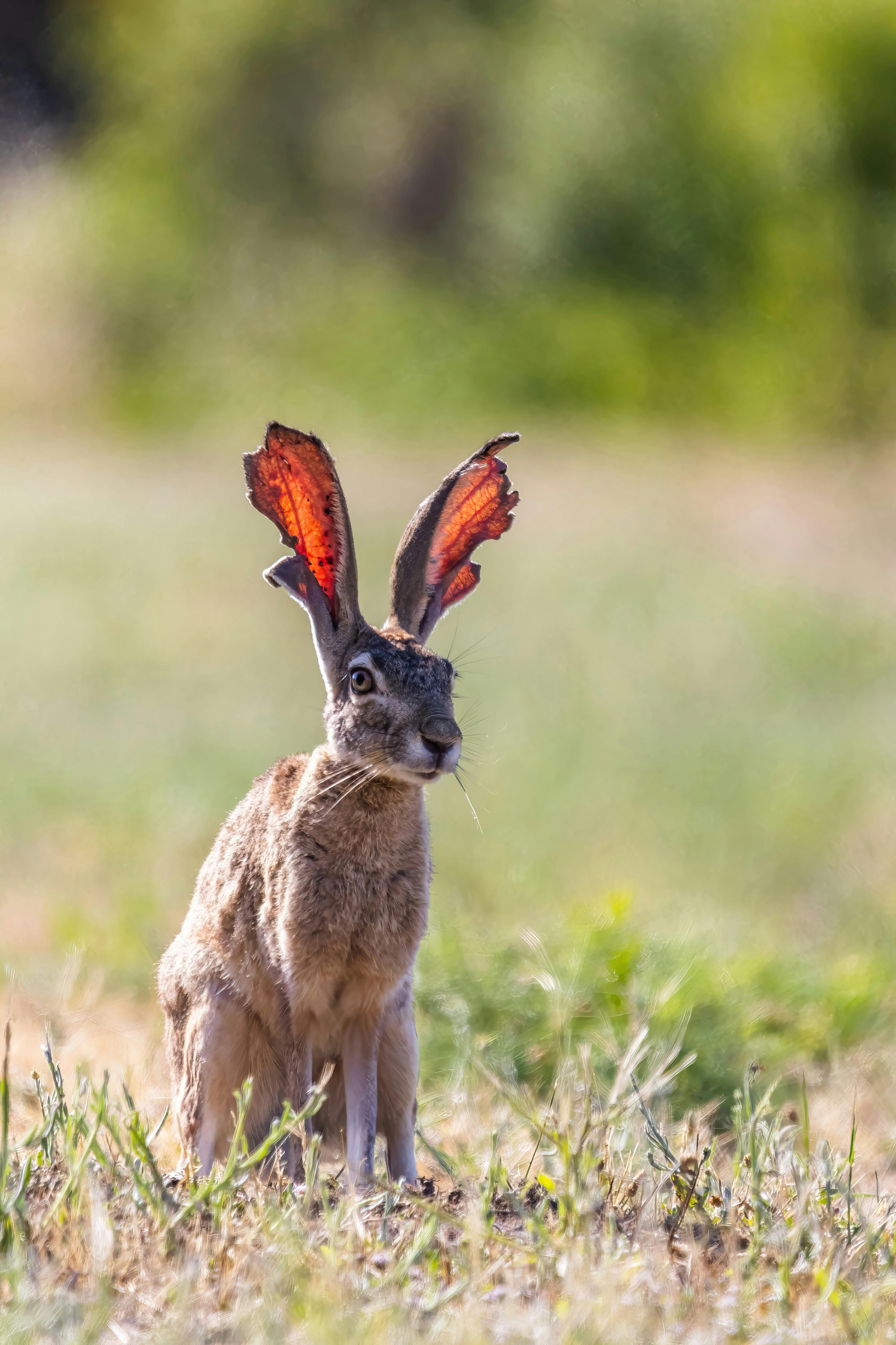 Close-up of a Rabbit in the Wild · Free Stock Photo