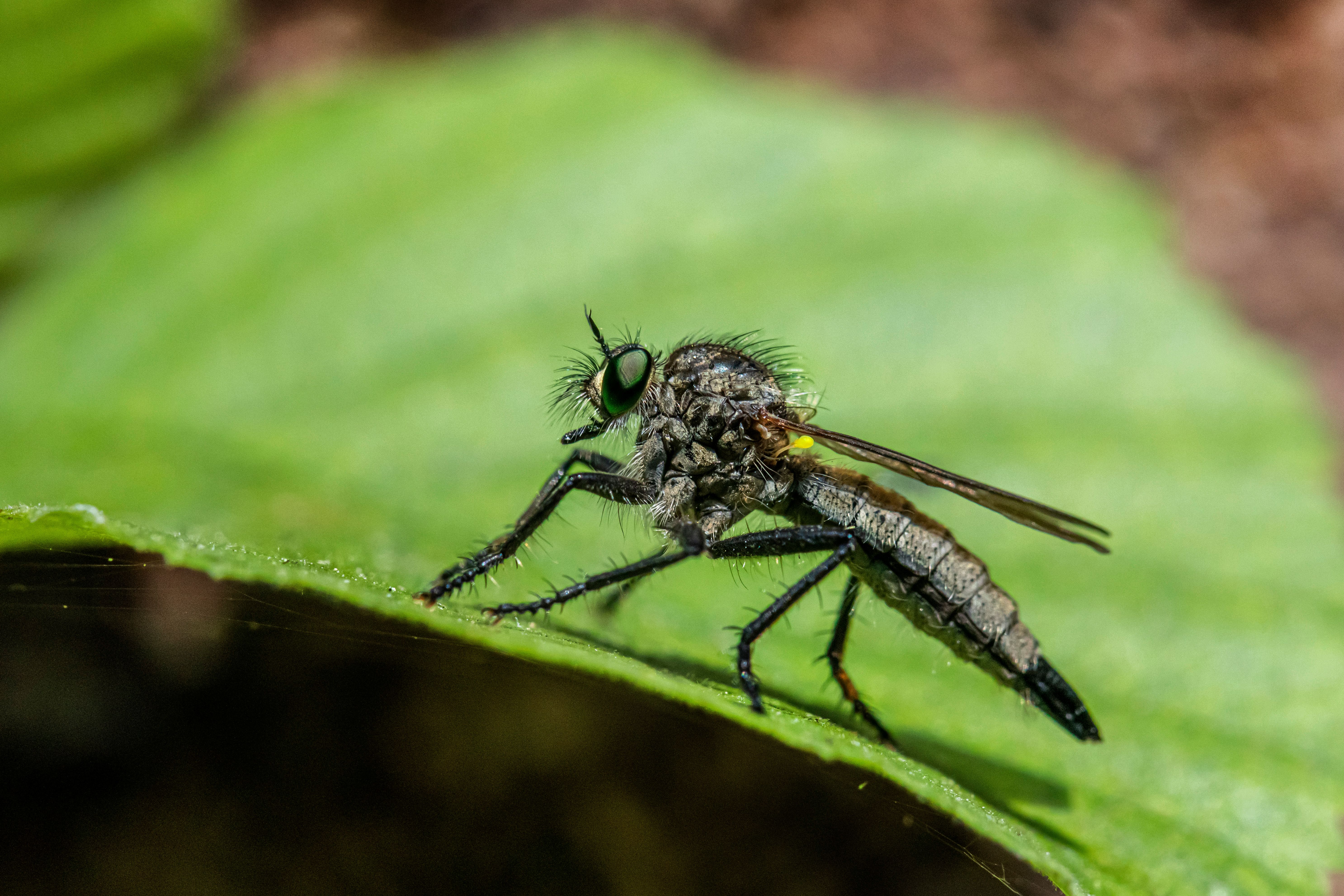 A small black and gray fly sitting on a green leaf · Free Stock Photo