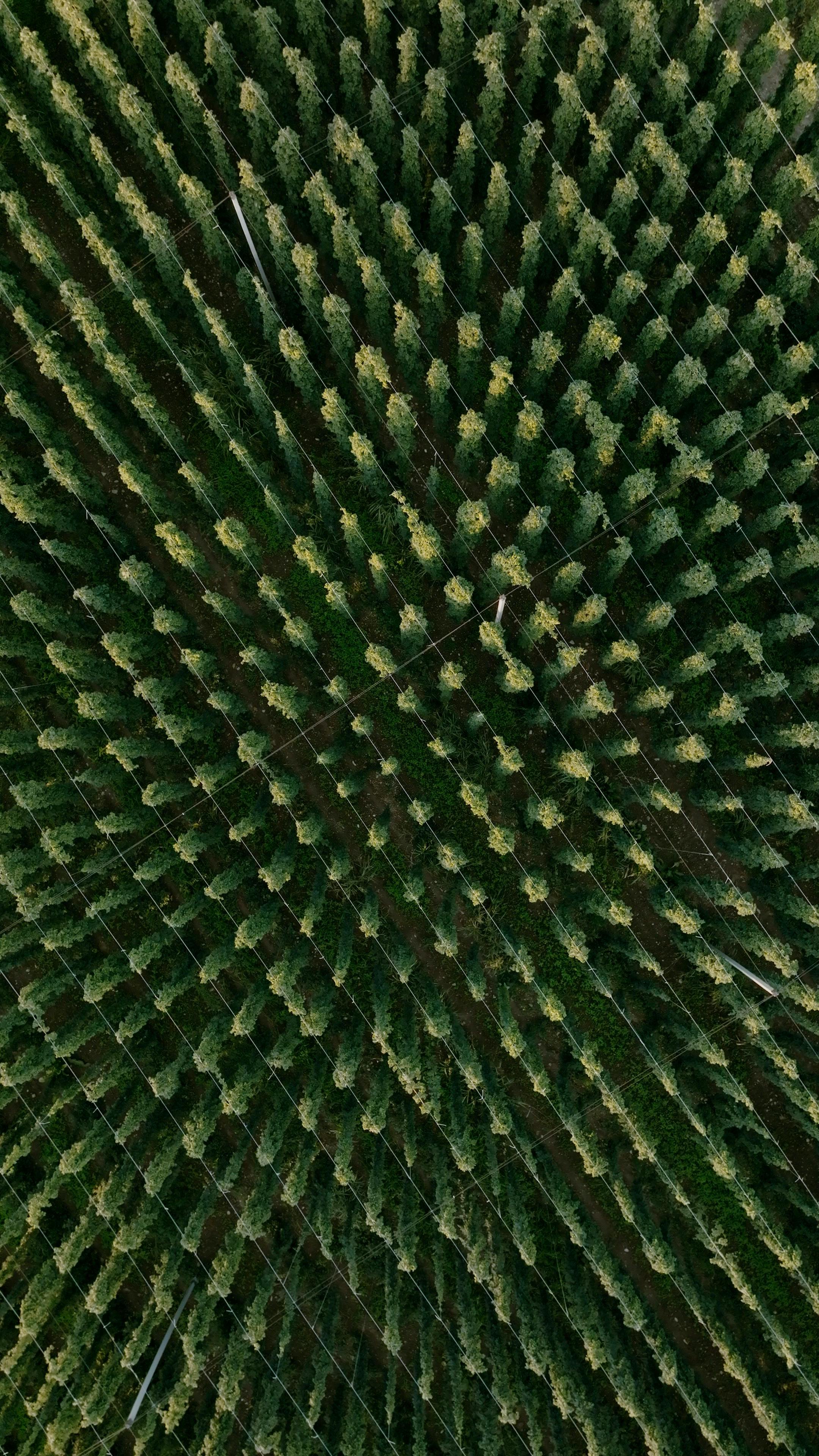 Top View of Trees Growing in Rows · Free Stock Photo
