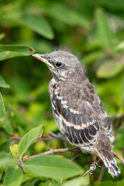 Birds 4k Wallpaper Photos, Download The BEST Free Birds 4k Wallpaper ...