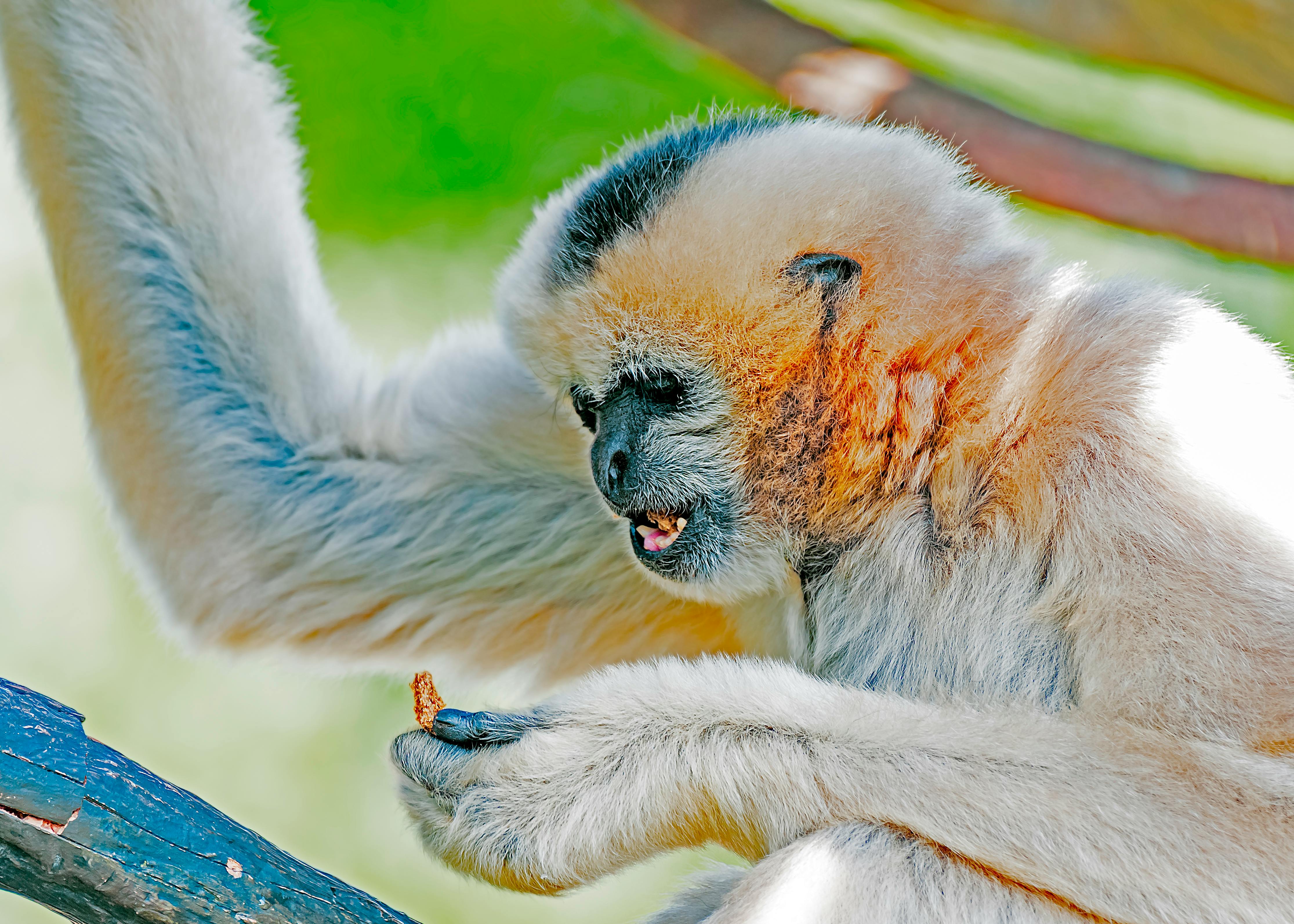 Mike Kit 所收藏的 31 個 ZOO 相片和影片