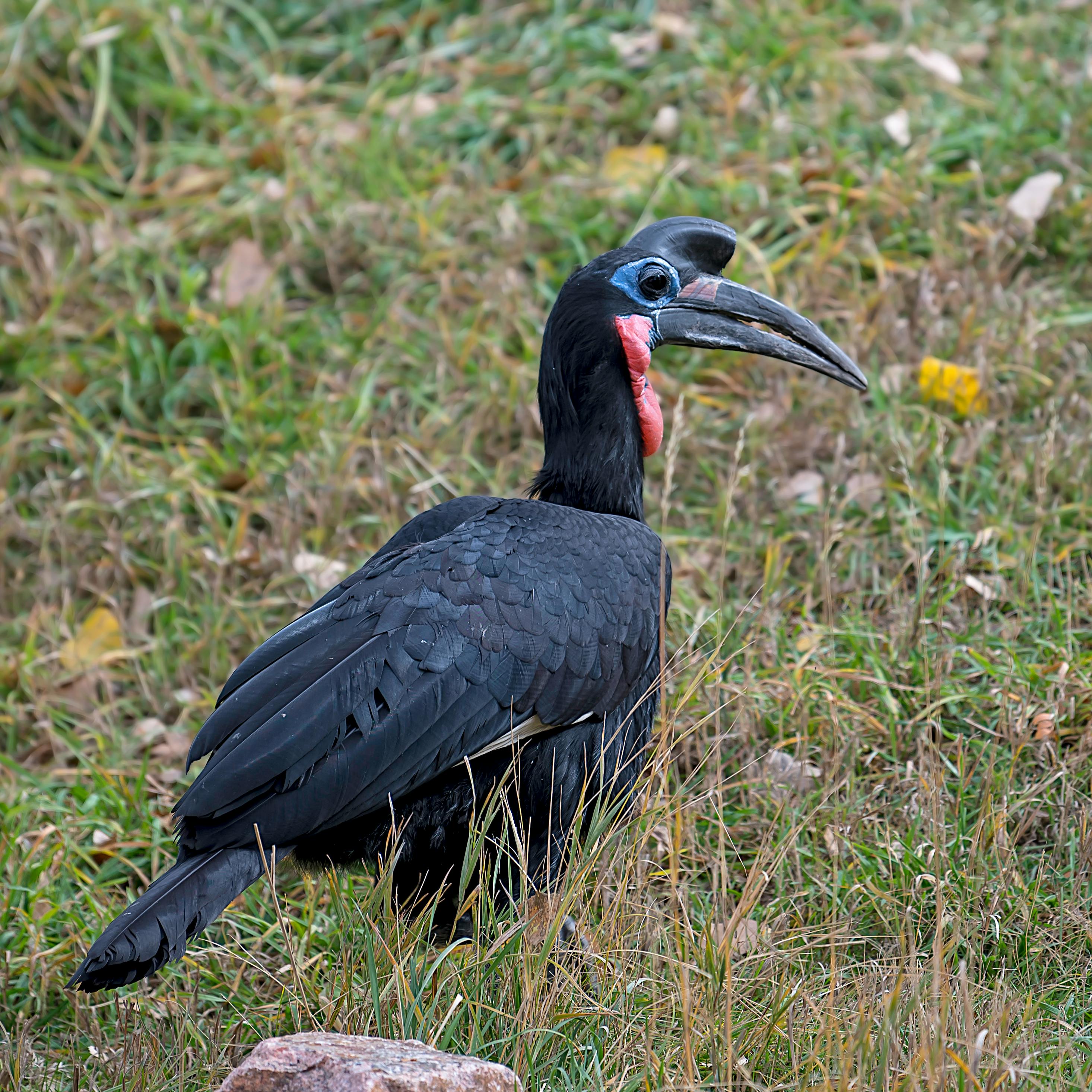 Mike Kit 所收藏的 31 個 ZOO 相片和影片