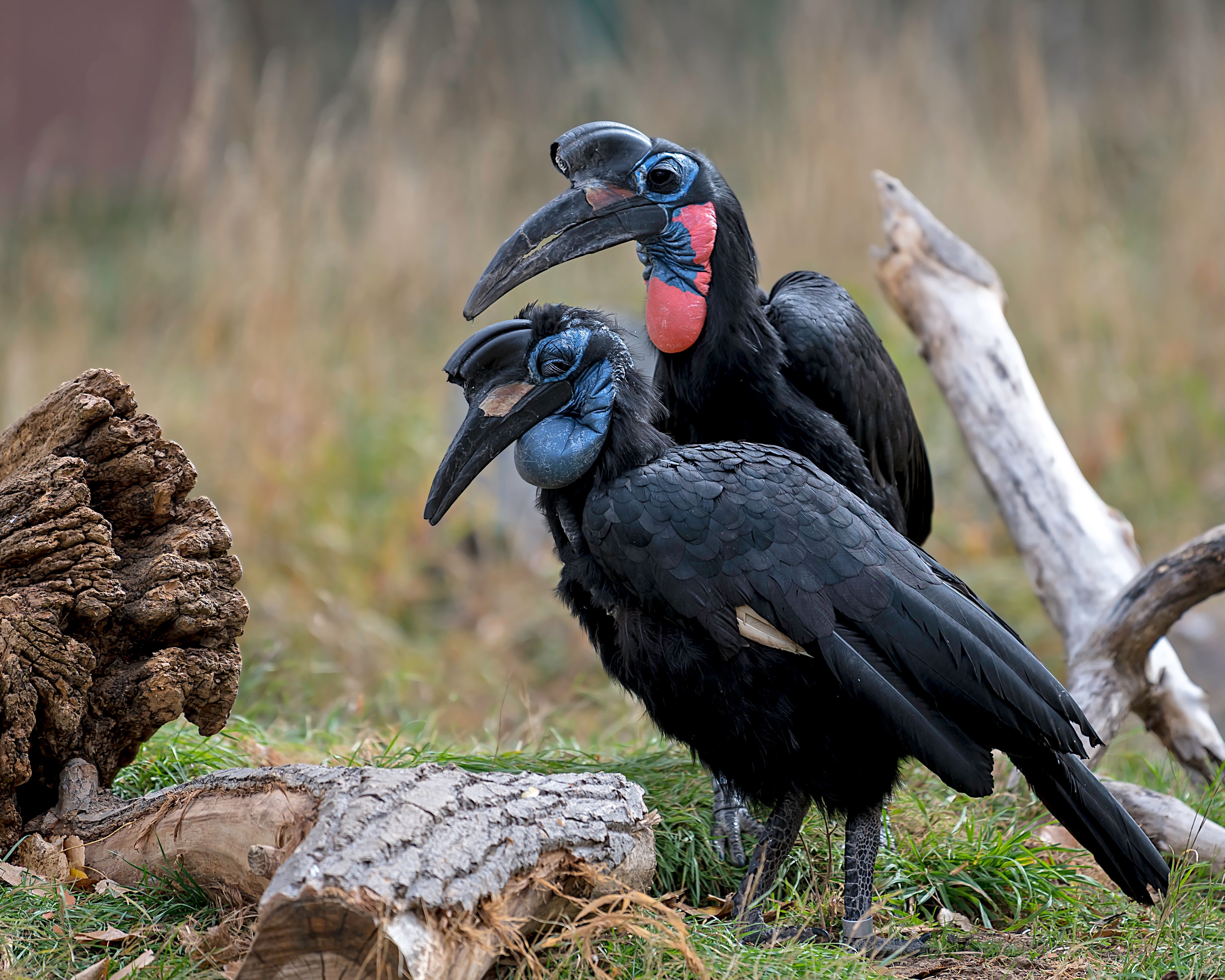 Close-up of Horbill Birds · Free Stock Photo