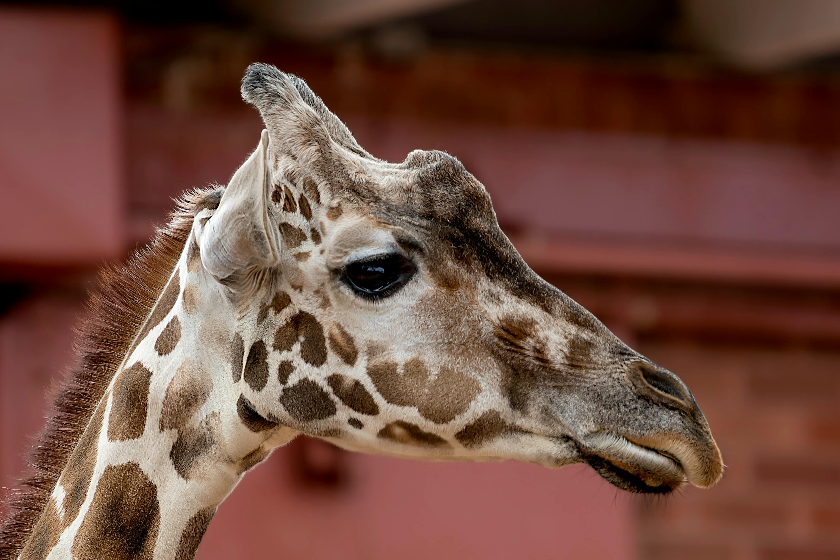 Stanley The Giraffe Photos, Download The BEST Free Stanley The Giraffe ...